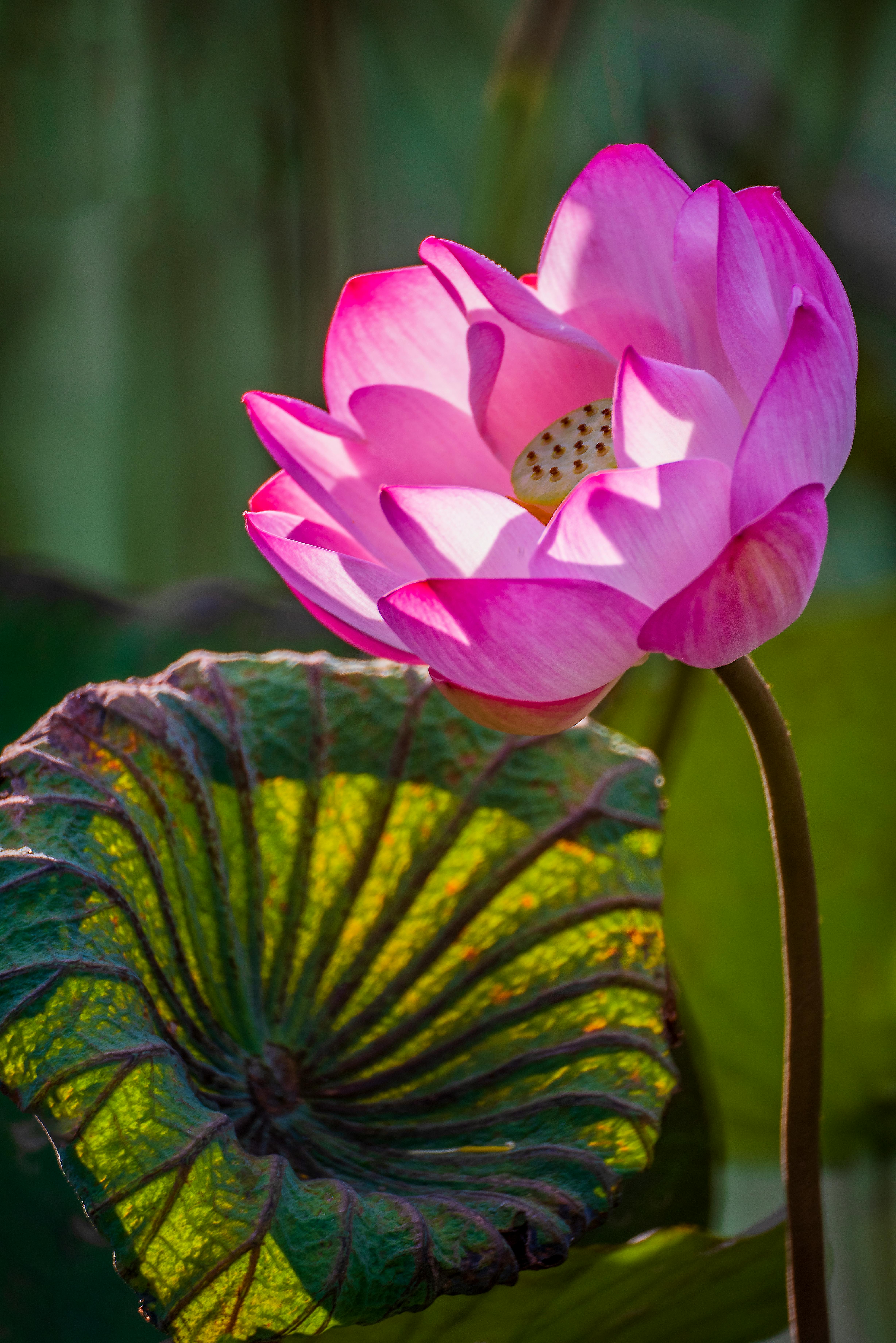 Close-Up Shot of a Lotus Flower · Free Stock Photo