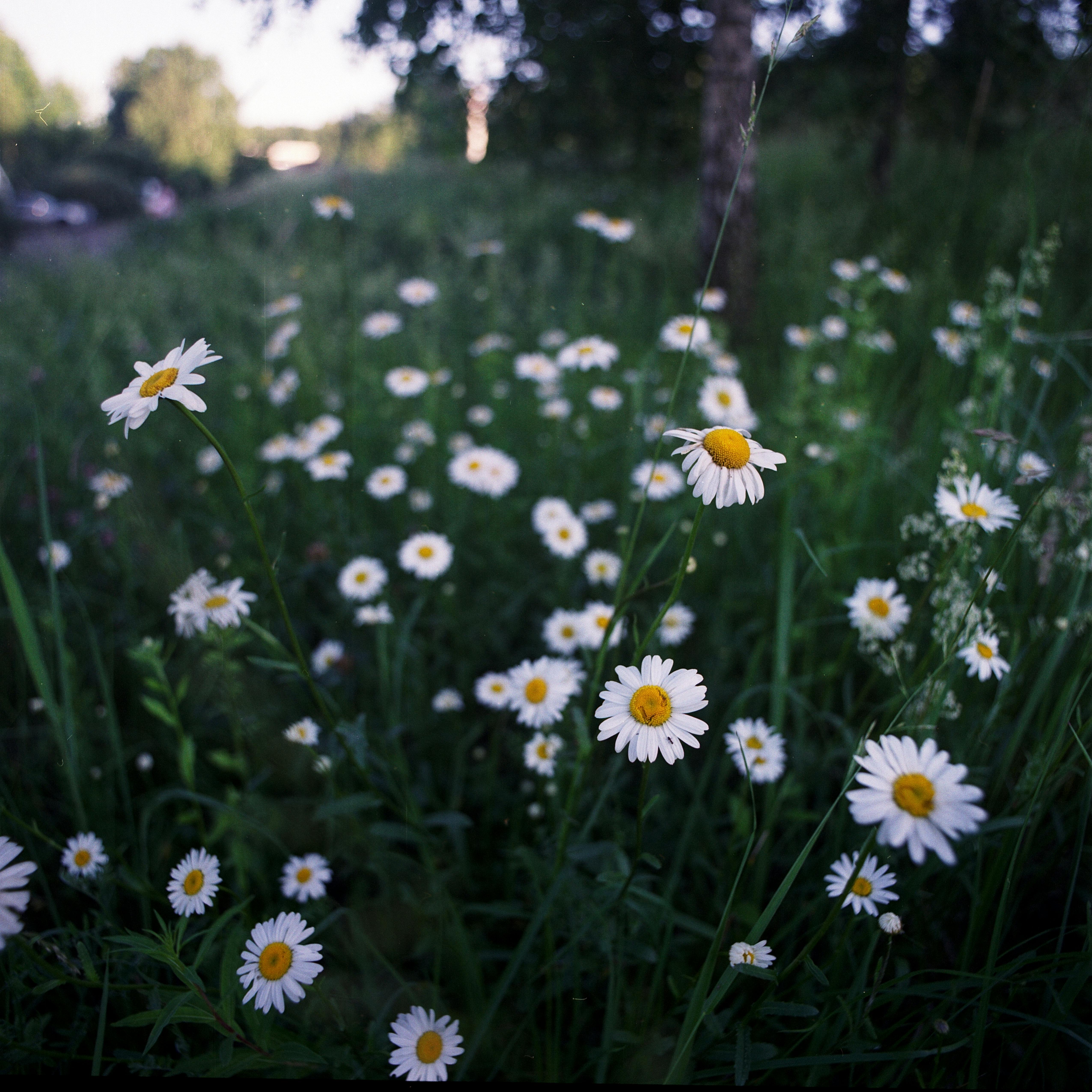 White Flowers in Bloom · Free Stock Photo