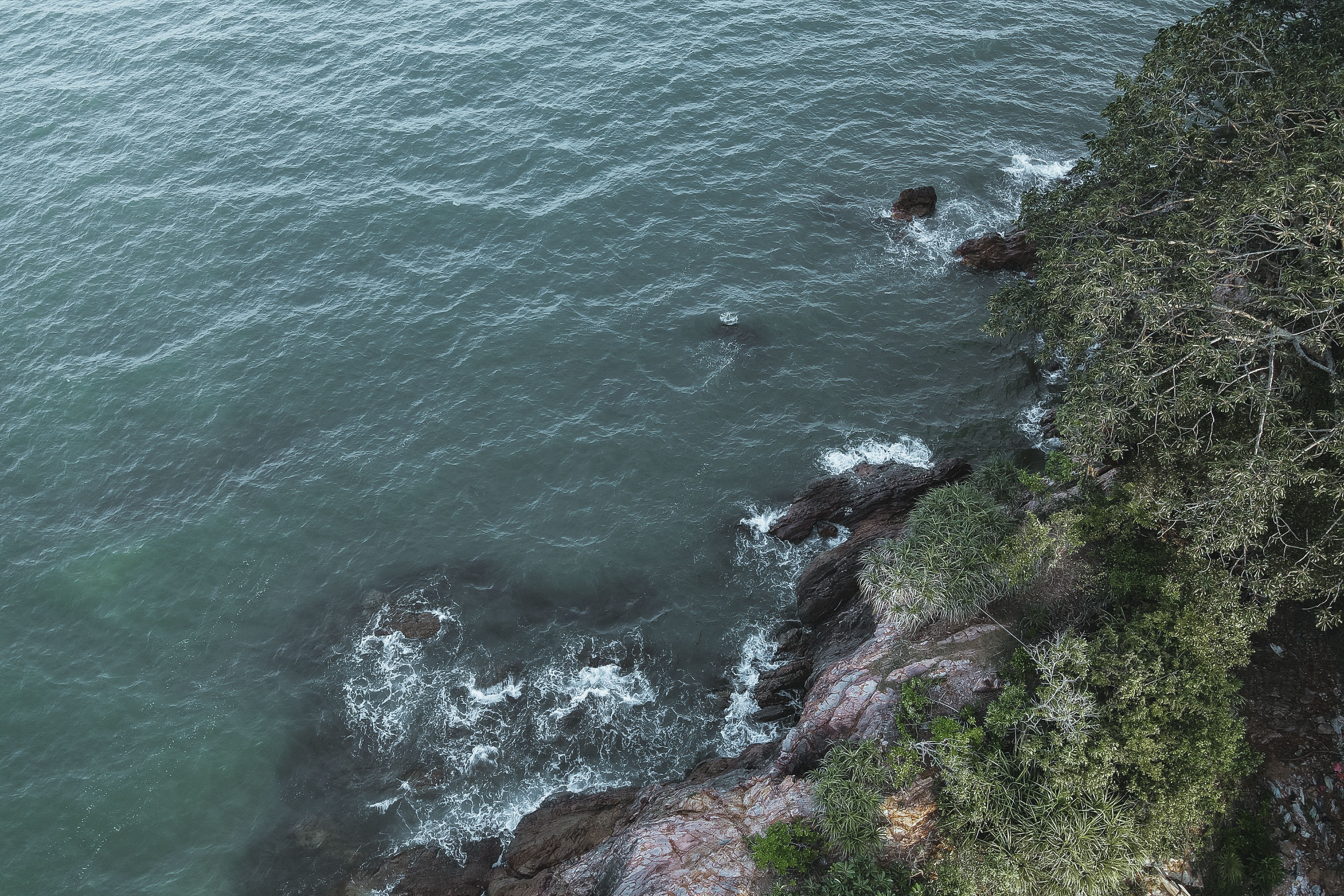 Trees on Rocky Coast · Free Stock Photo