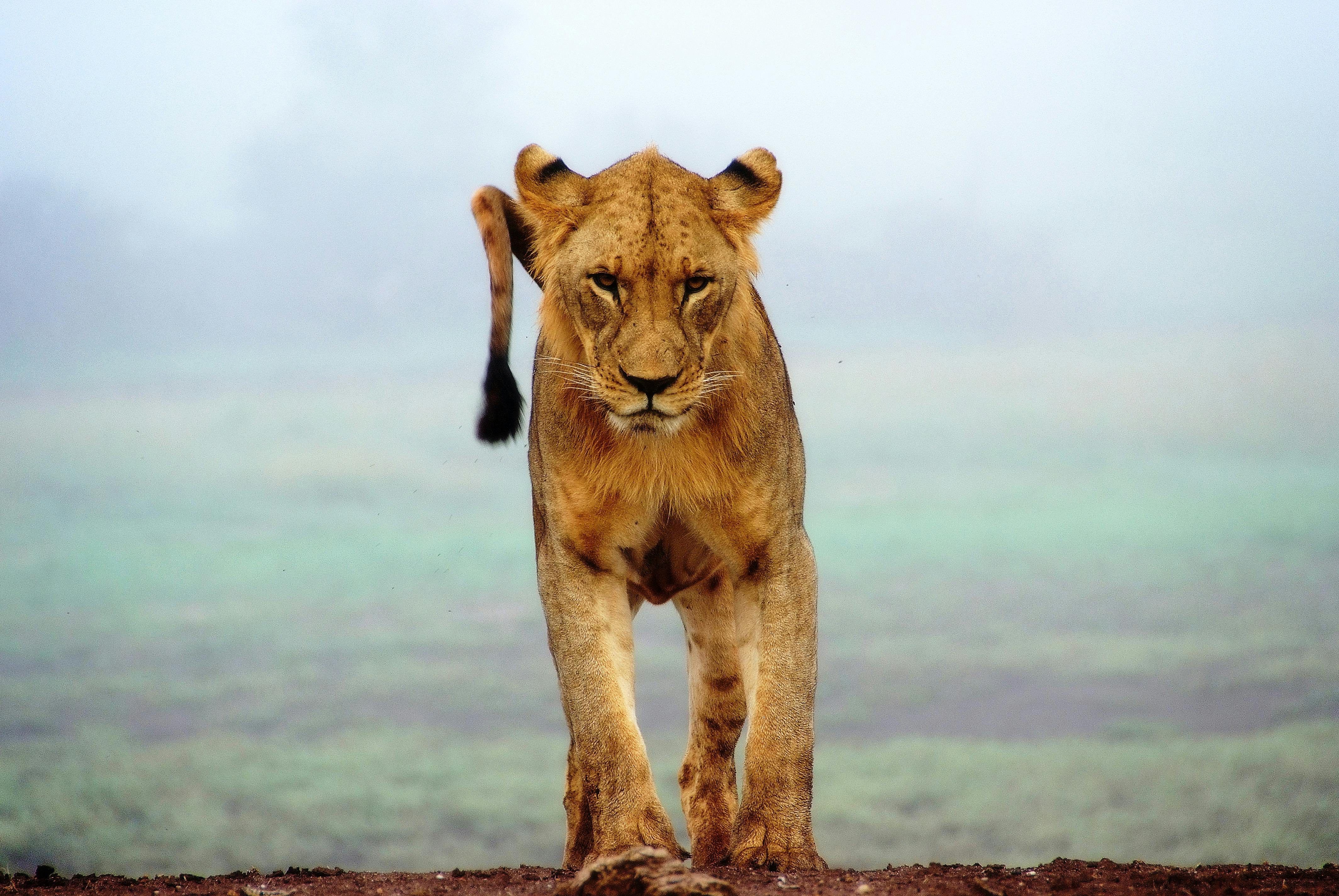 Lioness Walk Photos, Download The BEST Free Lioness Walk Stock Photos & HD Images