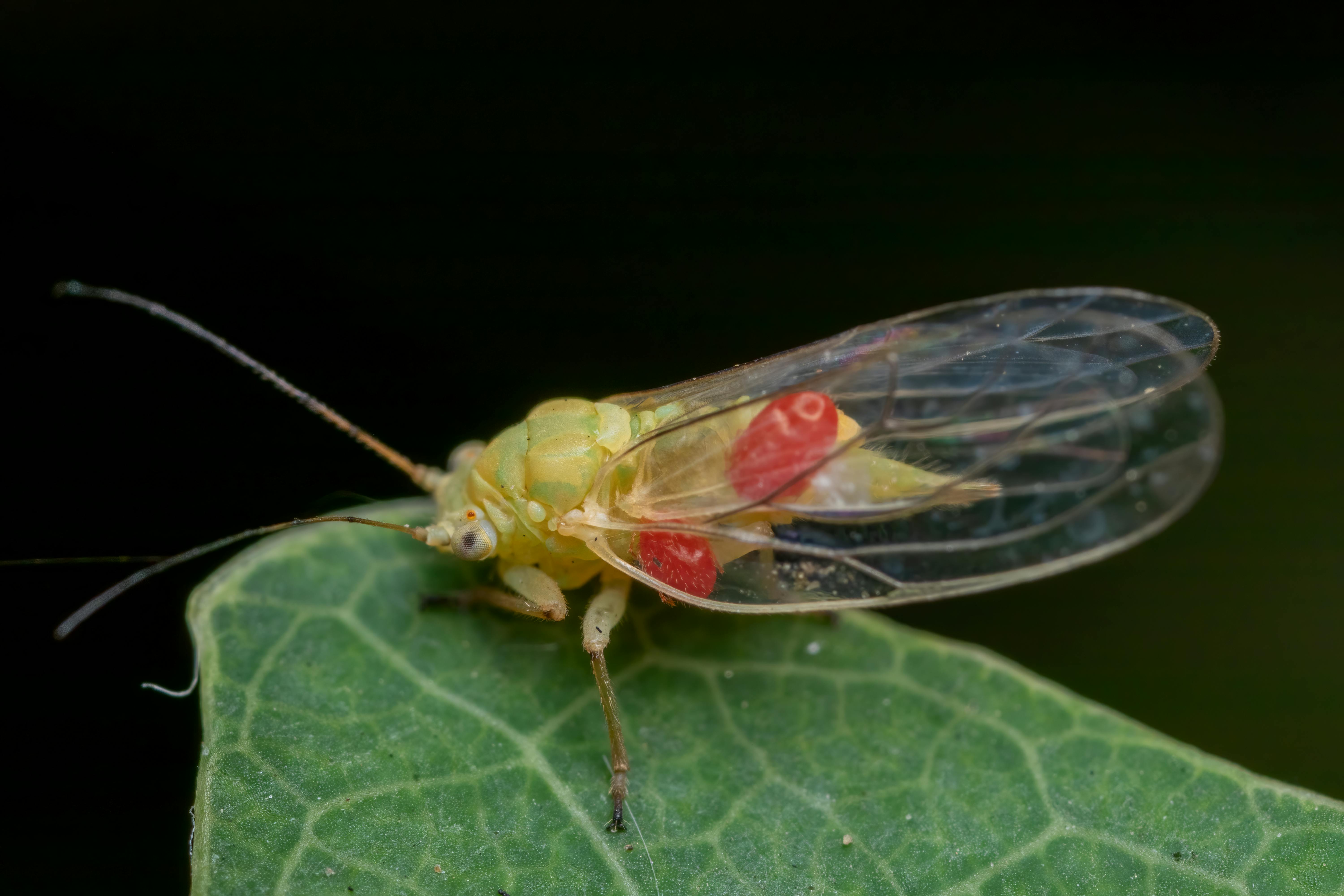Close up of a Yellow and Red Insect on Green Leaf against Black ...