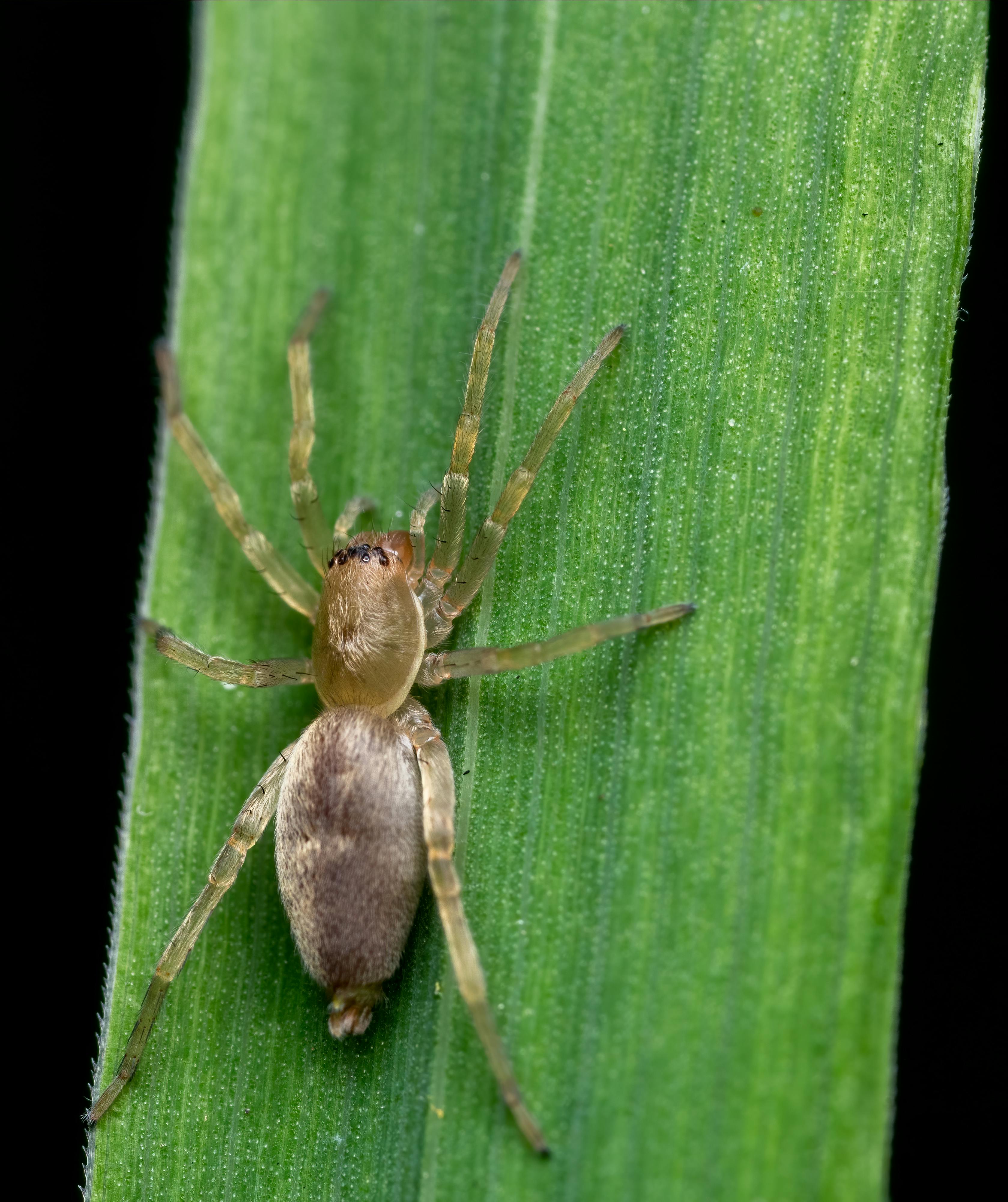 Spider on Leaf · Free Stock Photo