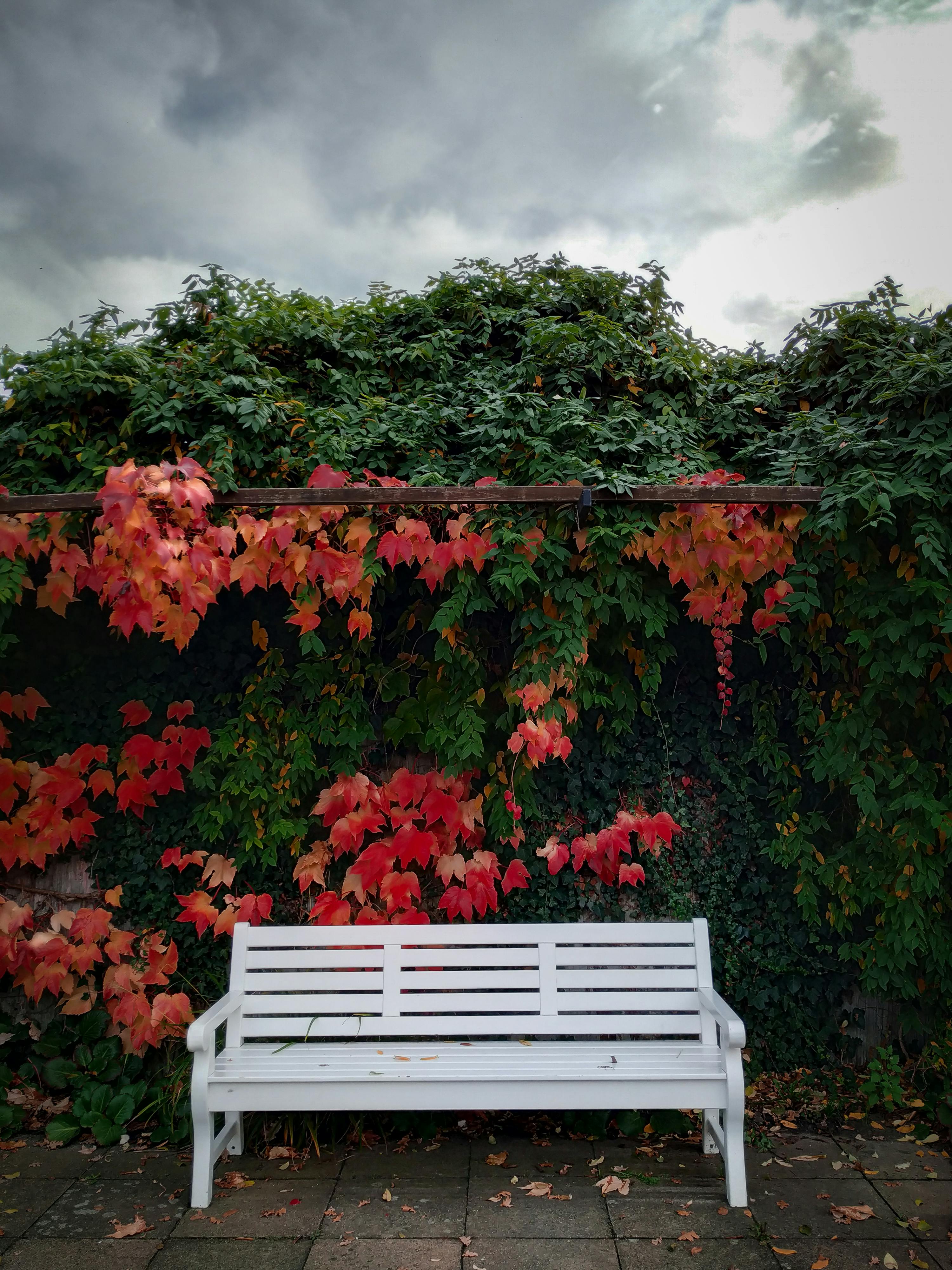 A White Bench Near the Green and Red Plants at the Park · Free Stock Photo