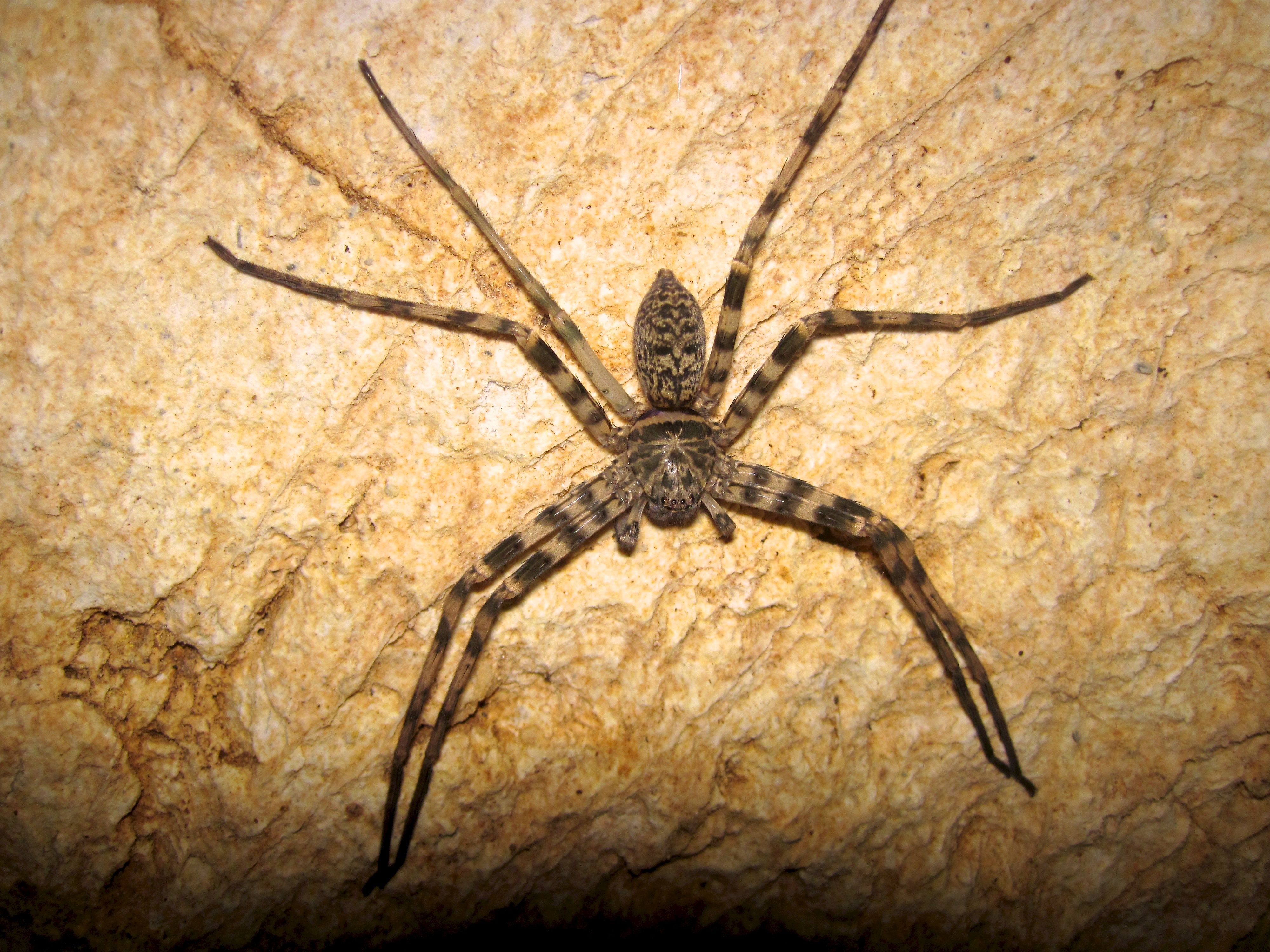 Free stock photo of spider