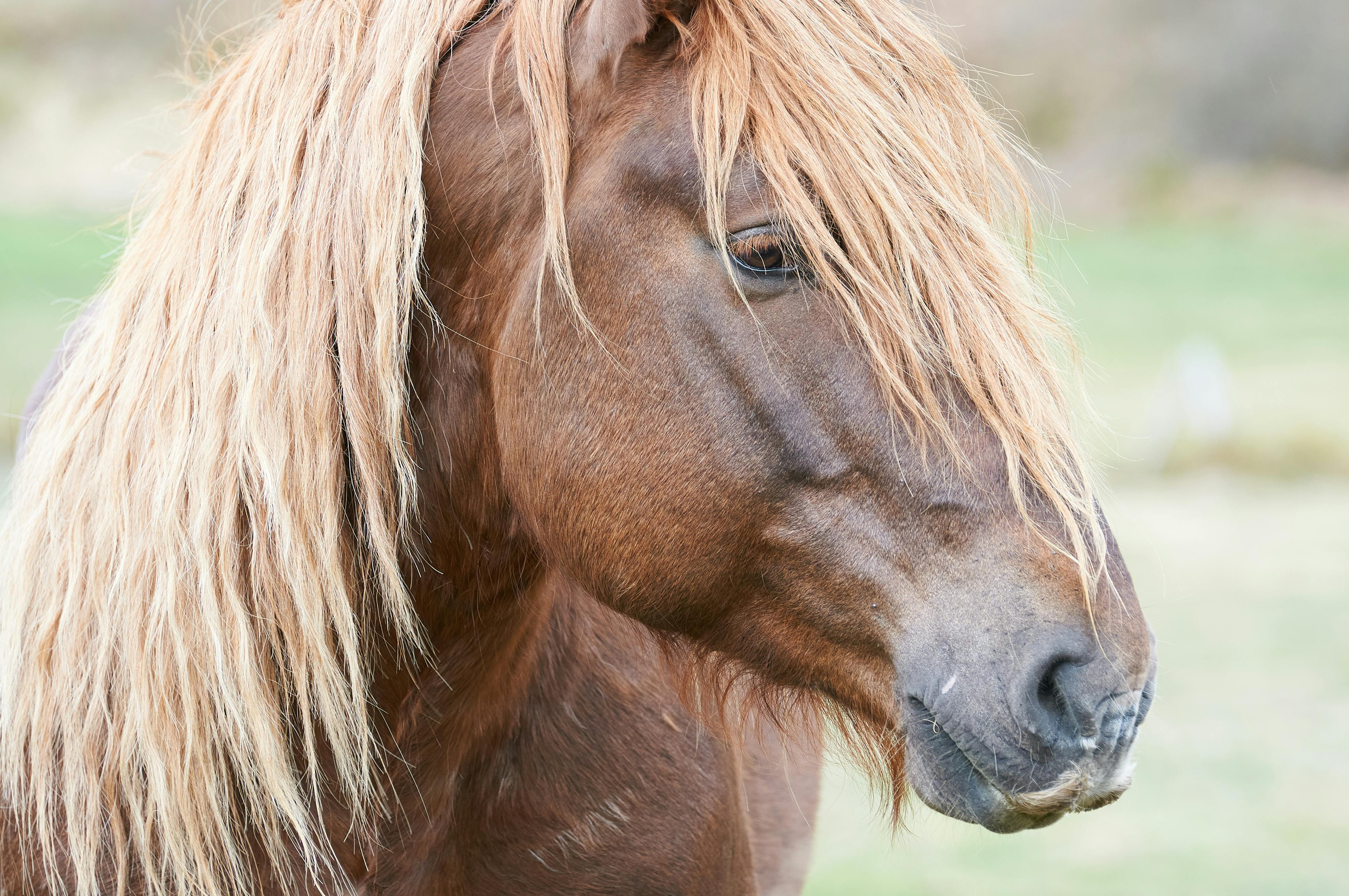 Close-up of Crowing Rooster · Free Stock Photo