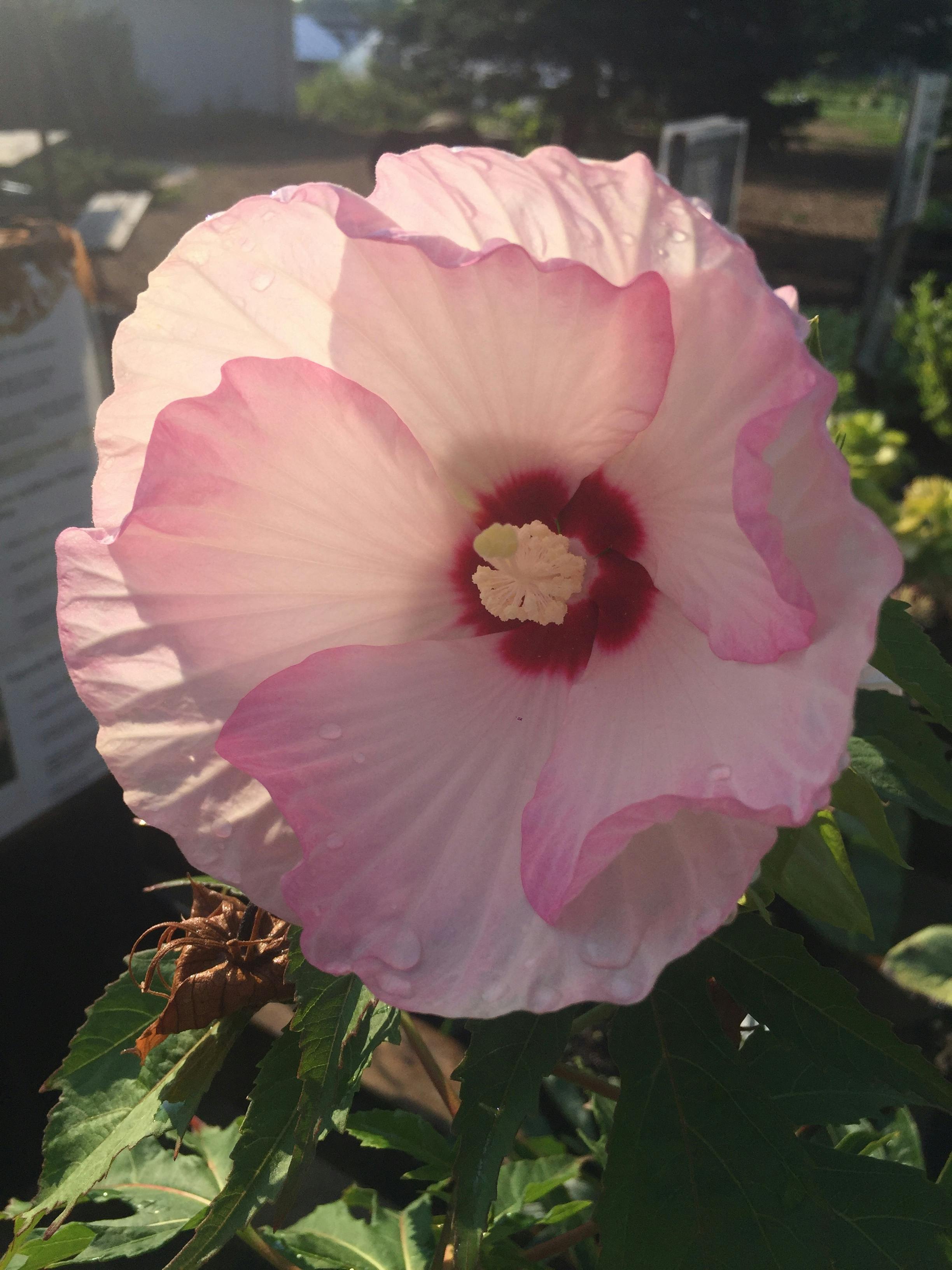 Cathy Copeland Titus - 摄影