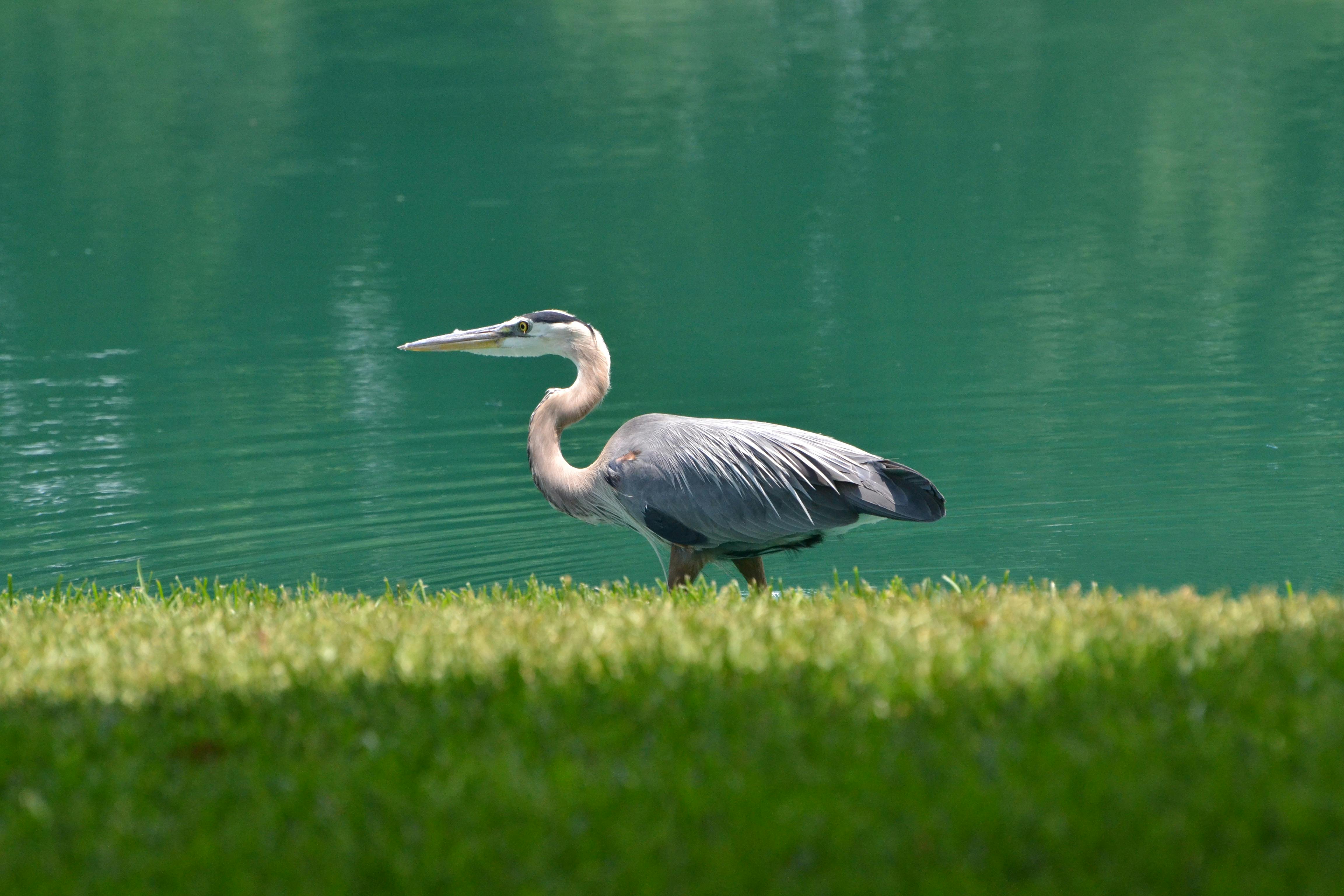 Bird on a Rock Near Body of Water · Free Stock Photo