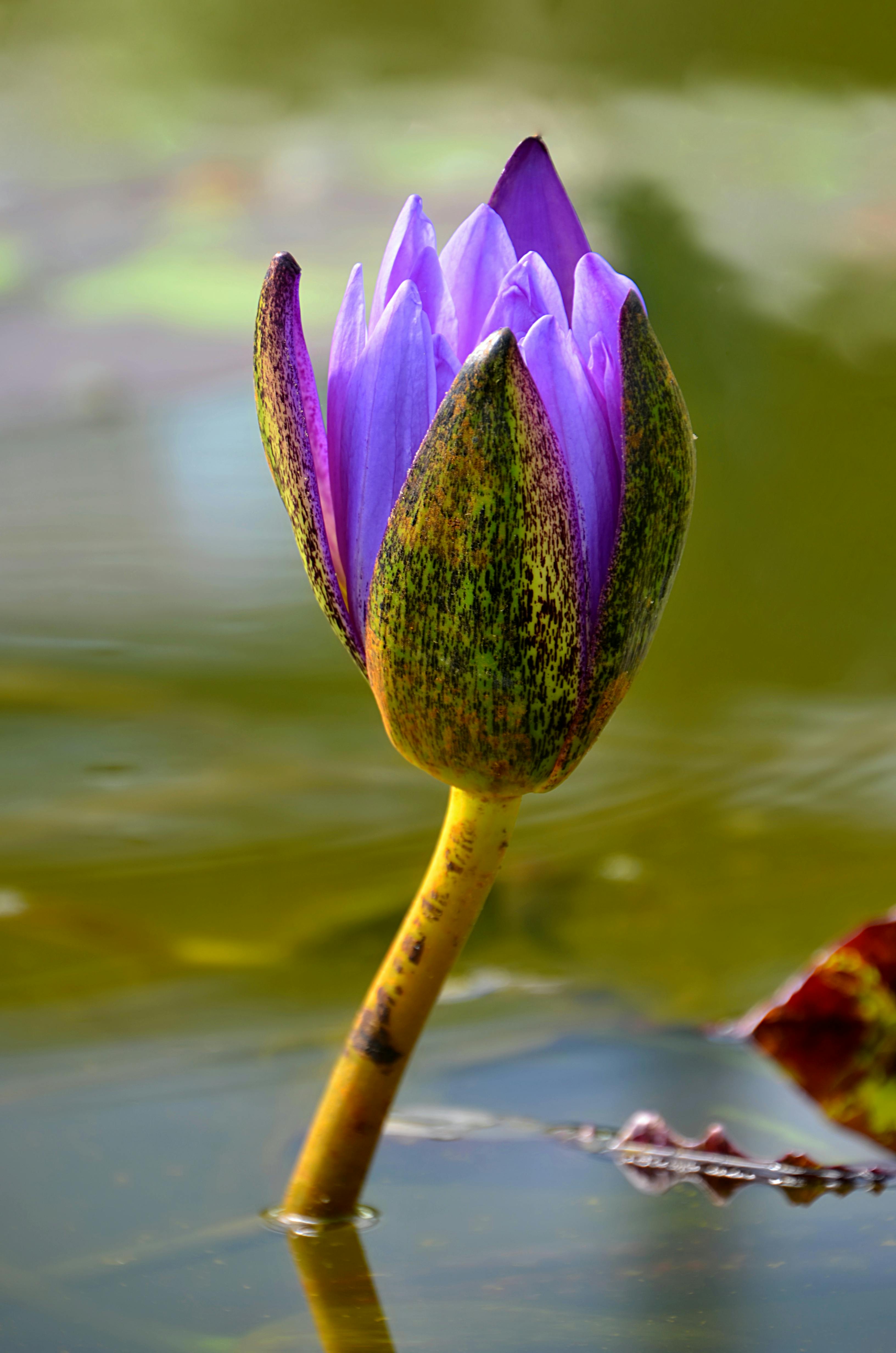 Emerging Bud Photos, Download The BEST Free Emerging Bud Stock Photos ...