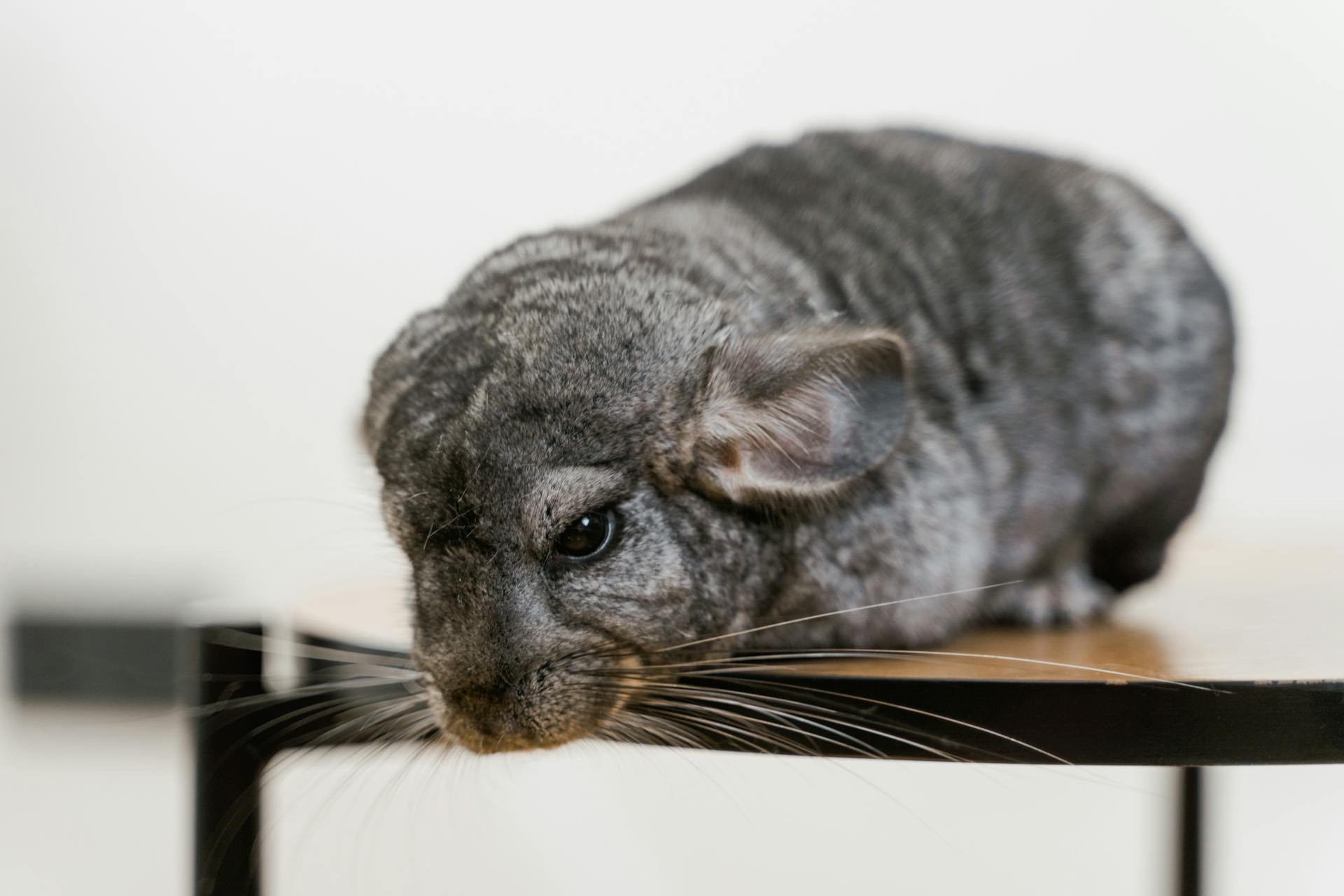 Understanding How Big Are Chinchillas & Their Average Size