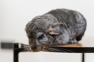 What Do Chinchillas Eat in the Wild: Natural Diet Explained
