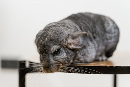 What Do Chinchillas Eat in the Wild: Natural Diet Explained