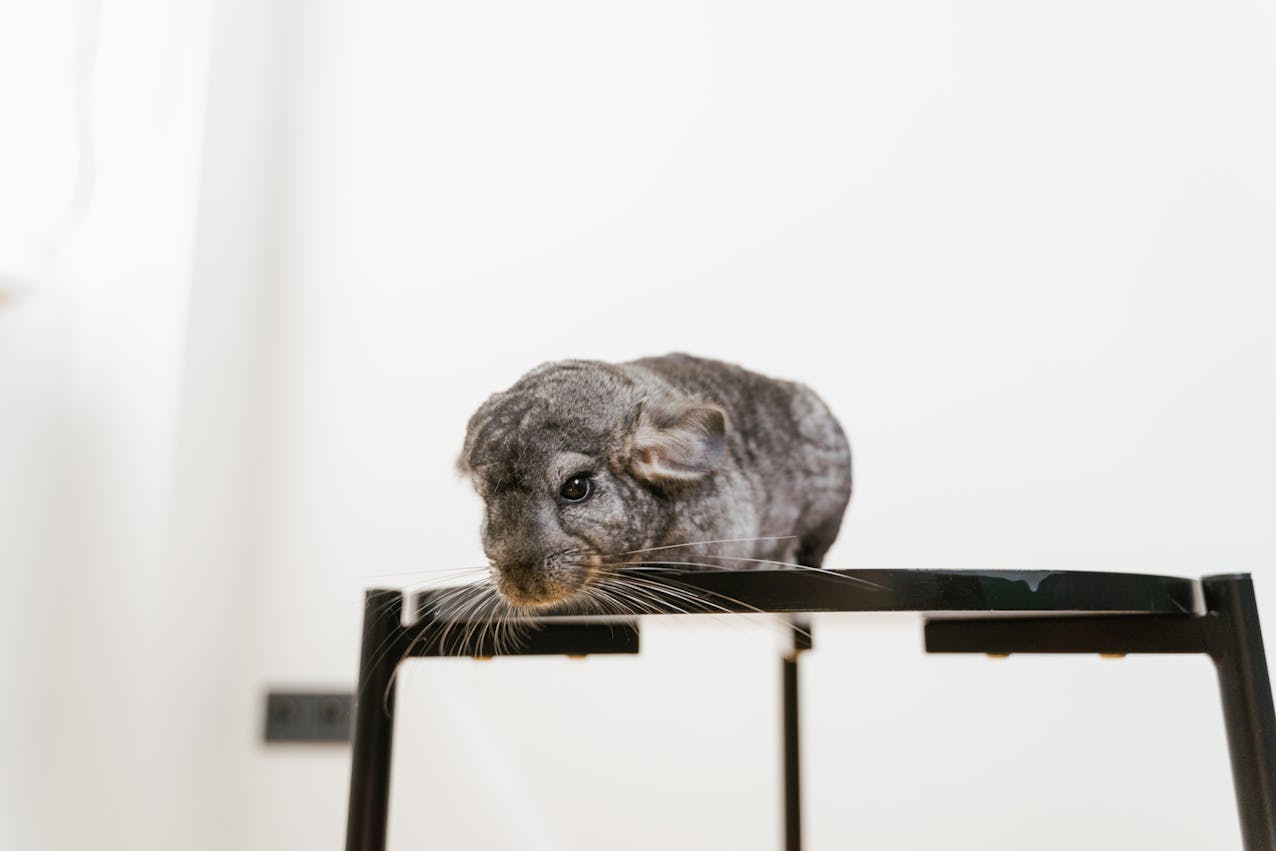Baby Chinchillas: Caring for Your New Furry Friends Properly