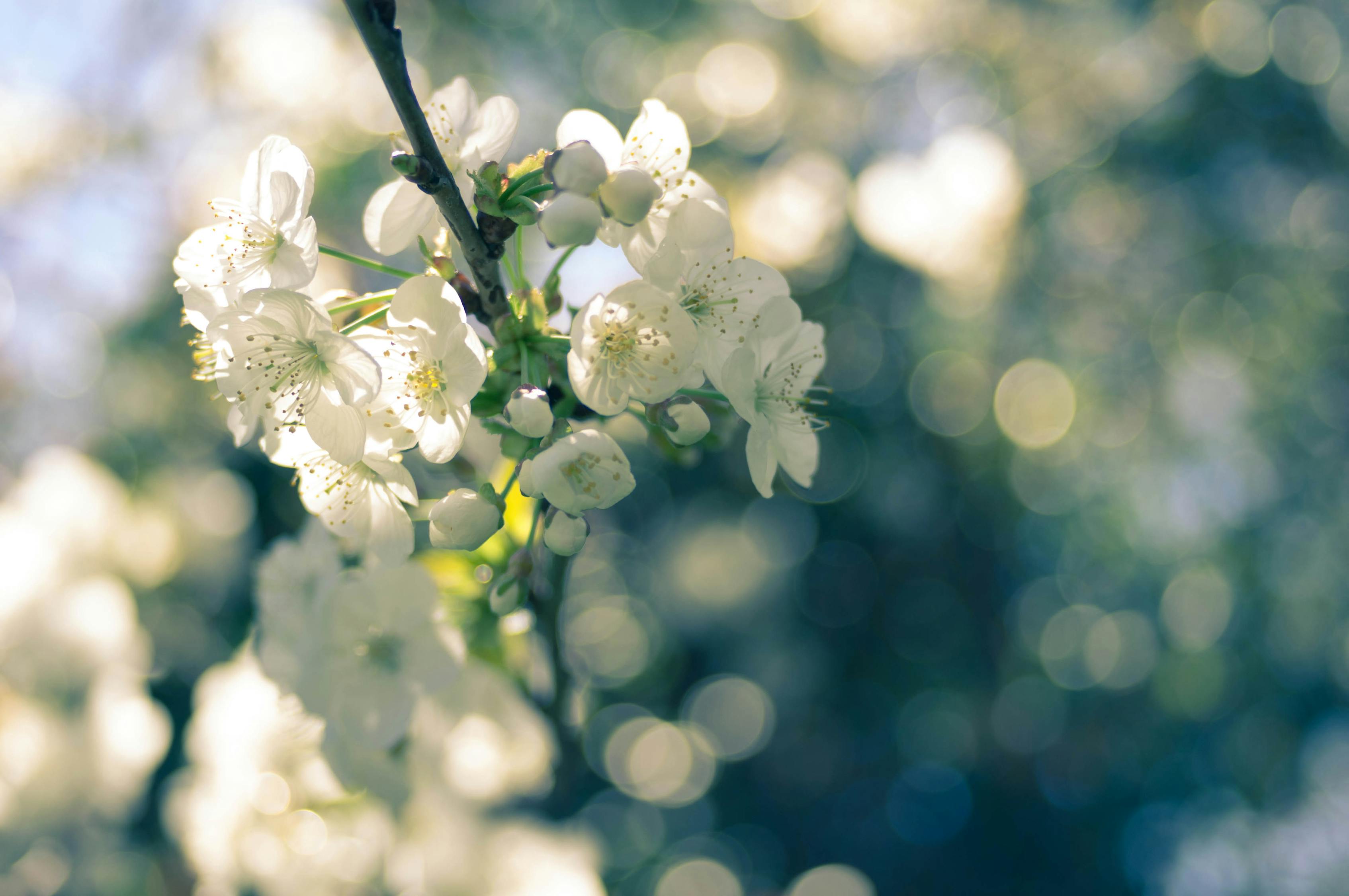 Selective Focus Photography of White Blossoms · Free Stock Photo Selective Focus Photography of White Blossoms · Free Stock Photo