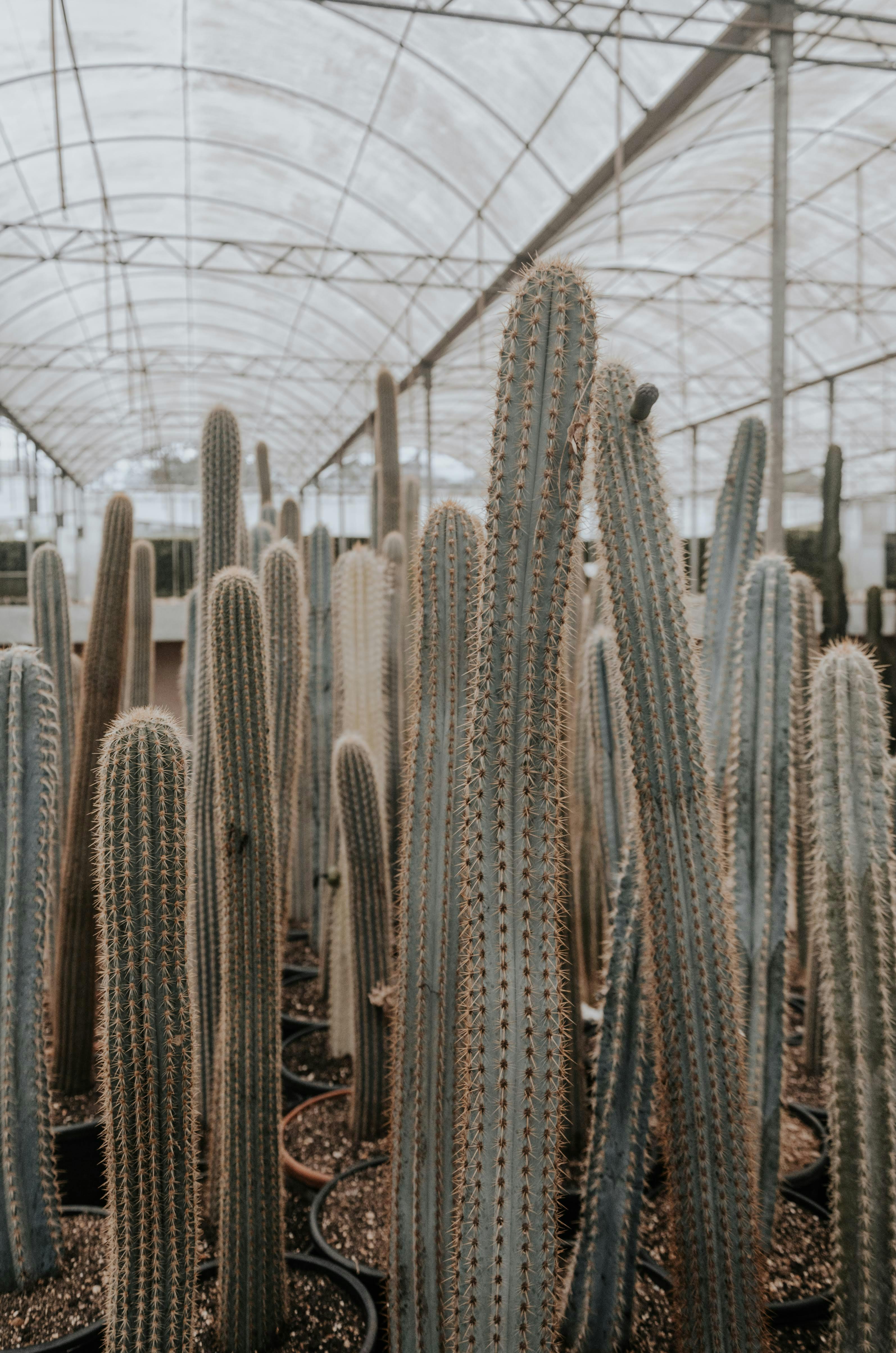 Green Cacti in Pots Near Window · Free Stock Photo