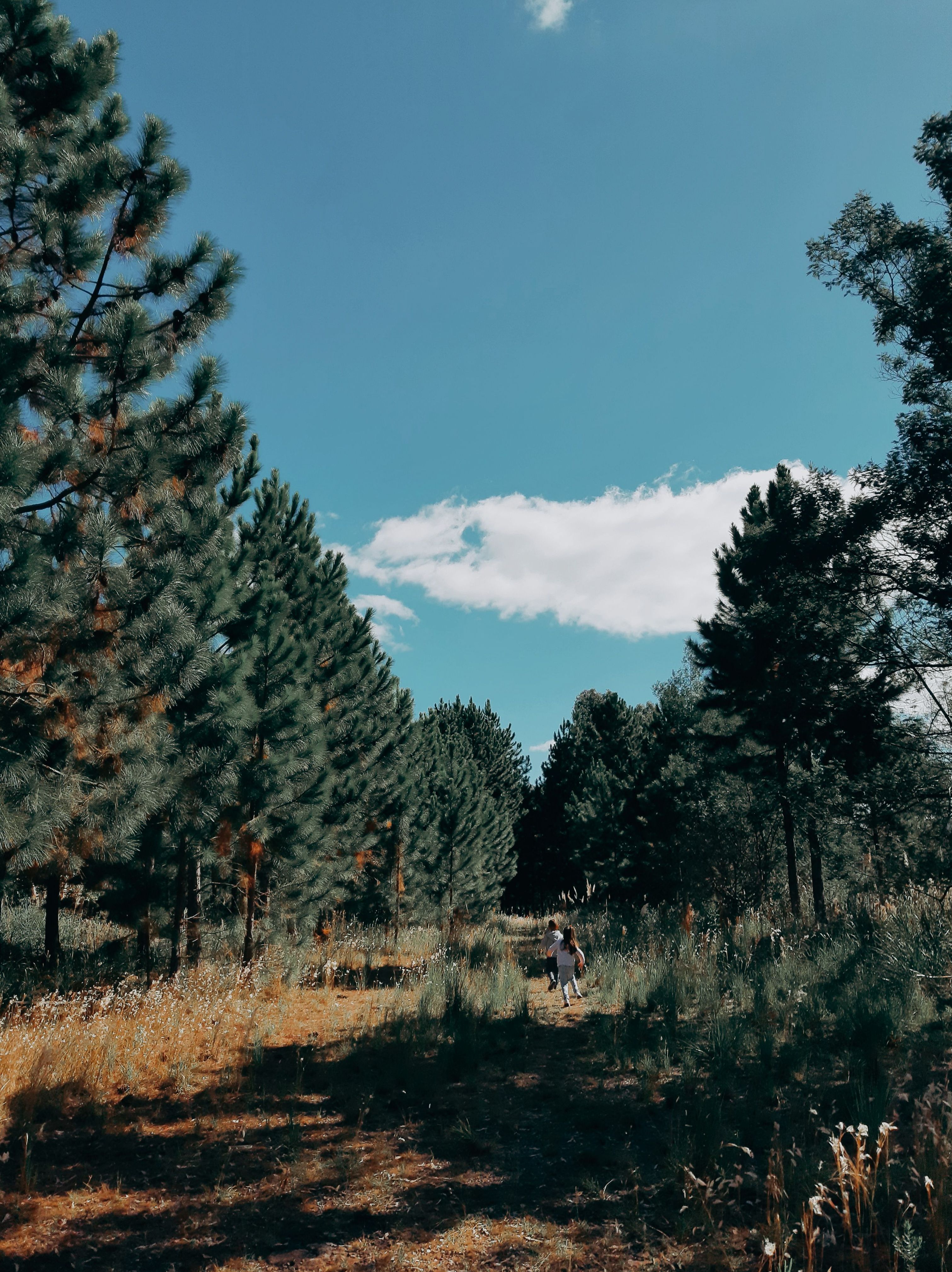 Path in a Forest Between Conifer Trees Under Blue Sky · Free Stock Photo