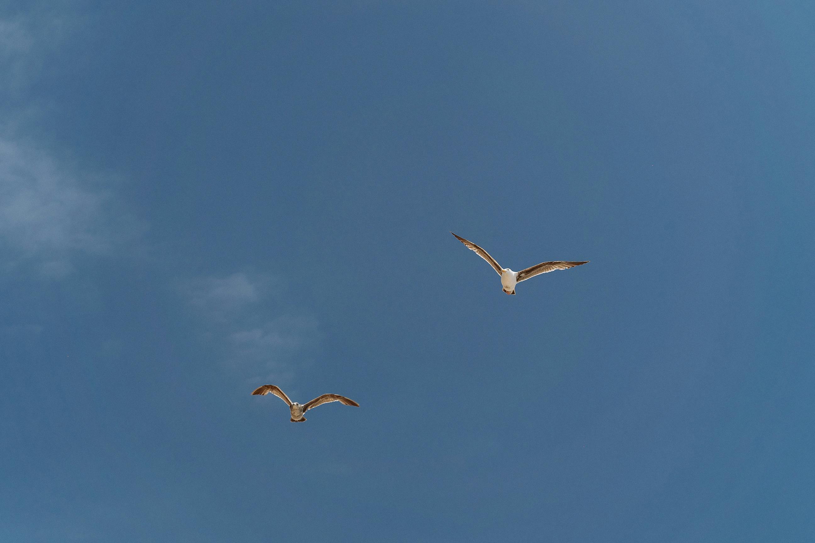 Low Angle Photography of White Bird Flying Under the Blue Sky · Free ...