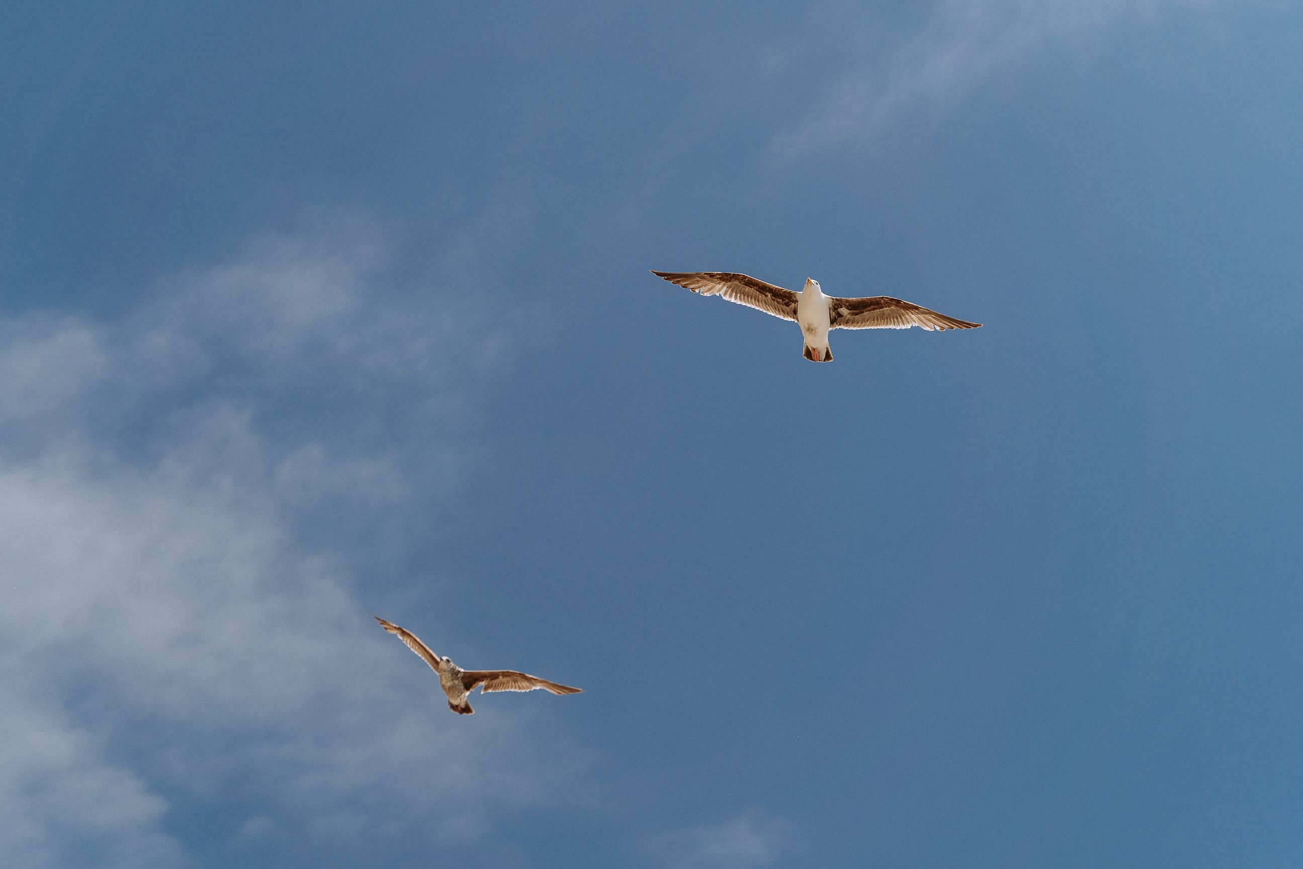 Low Angle Photography of White Bird Flying Under the Blue Sky · Free ...