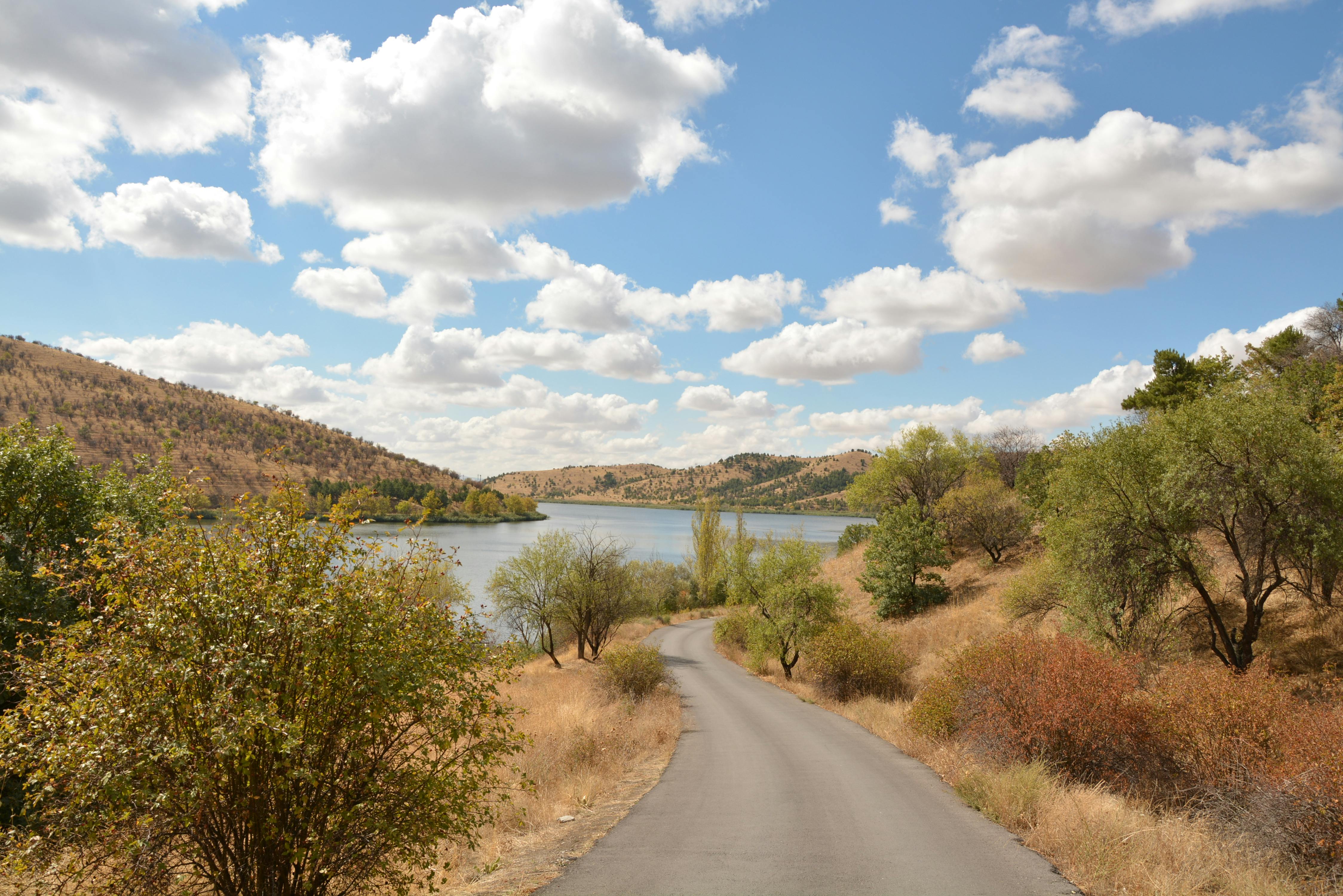 Narrow Road Between Grass and Trees · Free Stock Photo