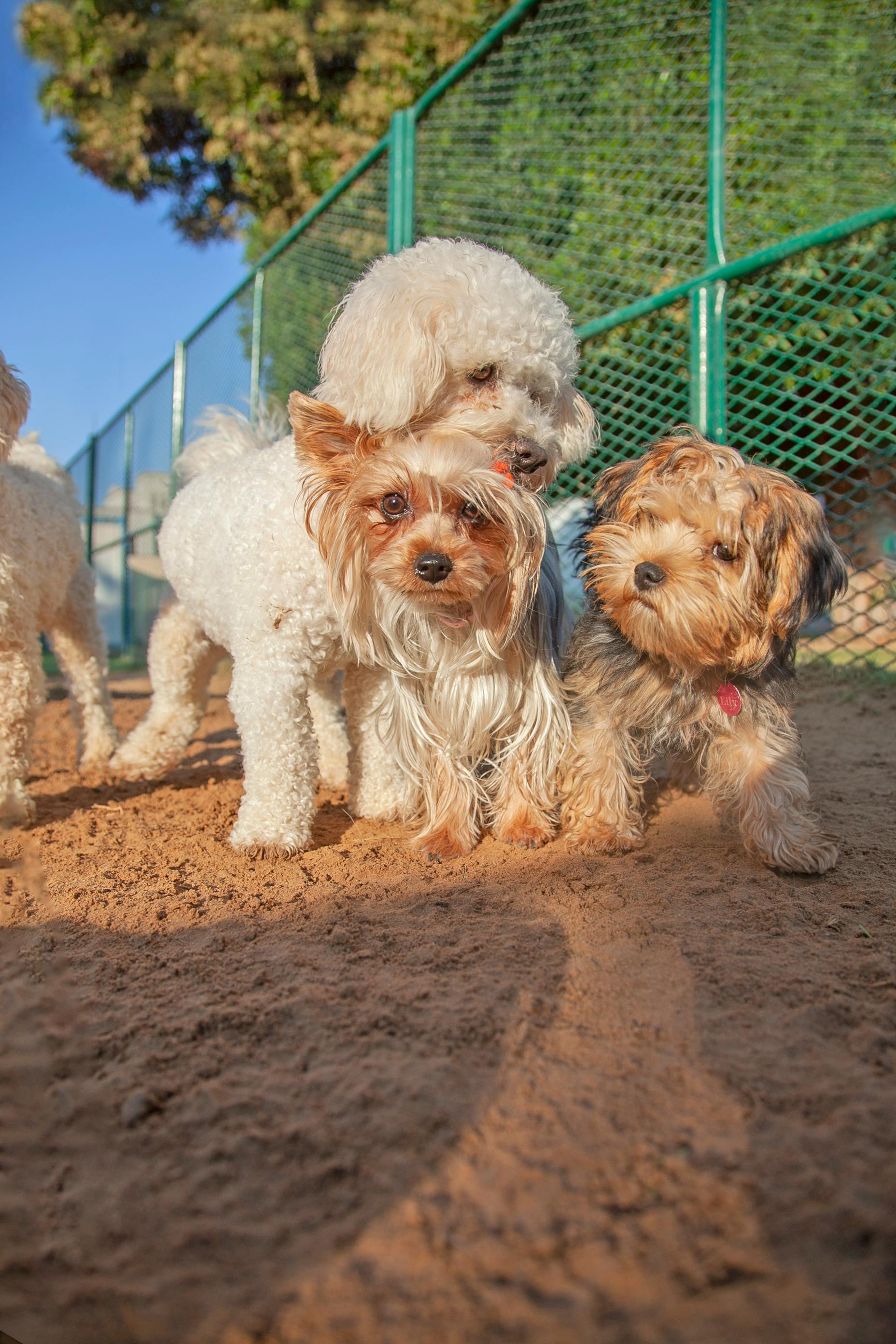 Foto de stock gratuita sobre abrazando, amante de los animales, amante ...