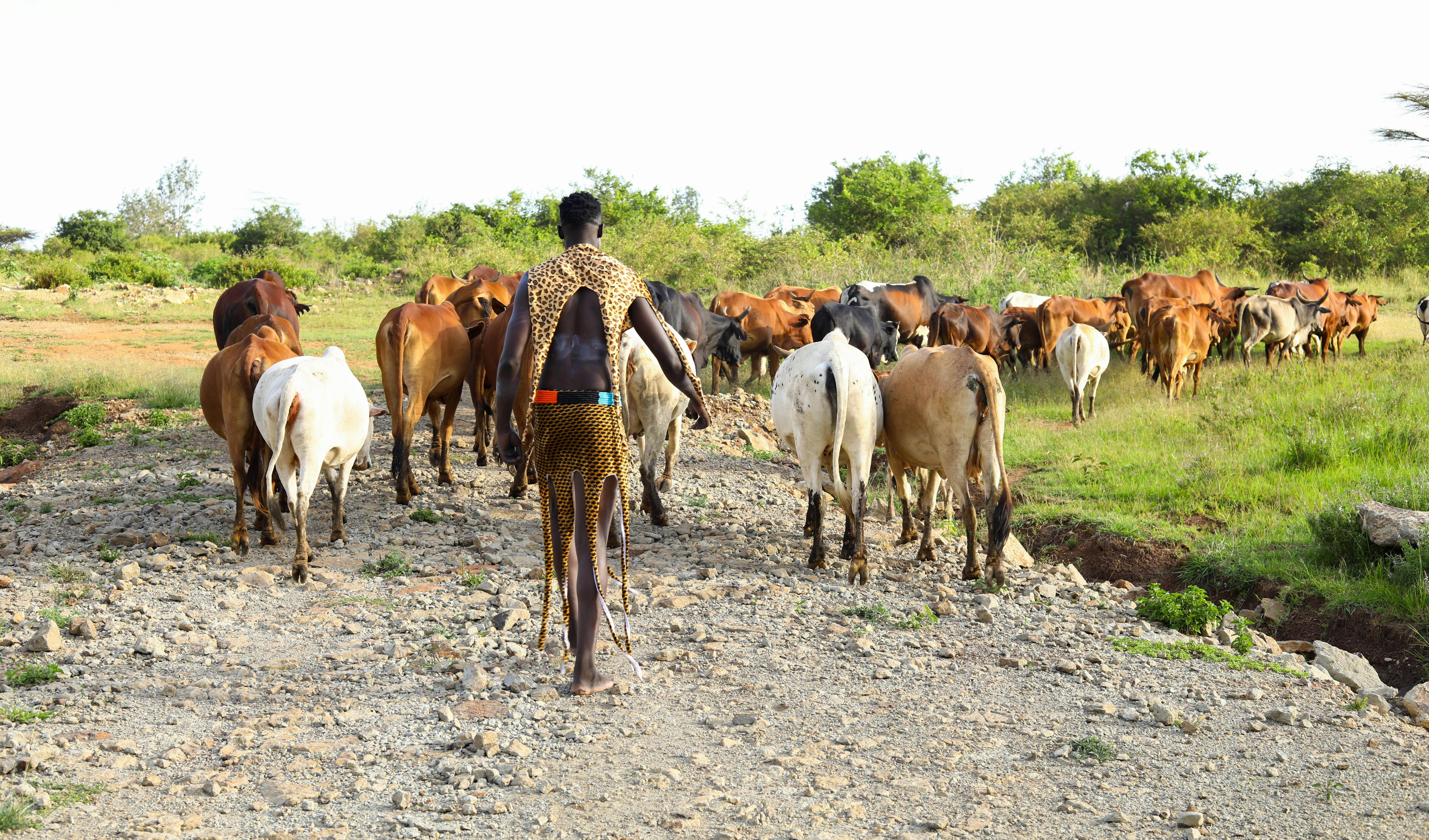 Man Herding Cattle · Free Stock Photo