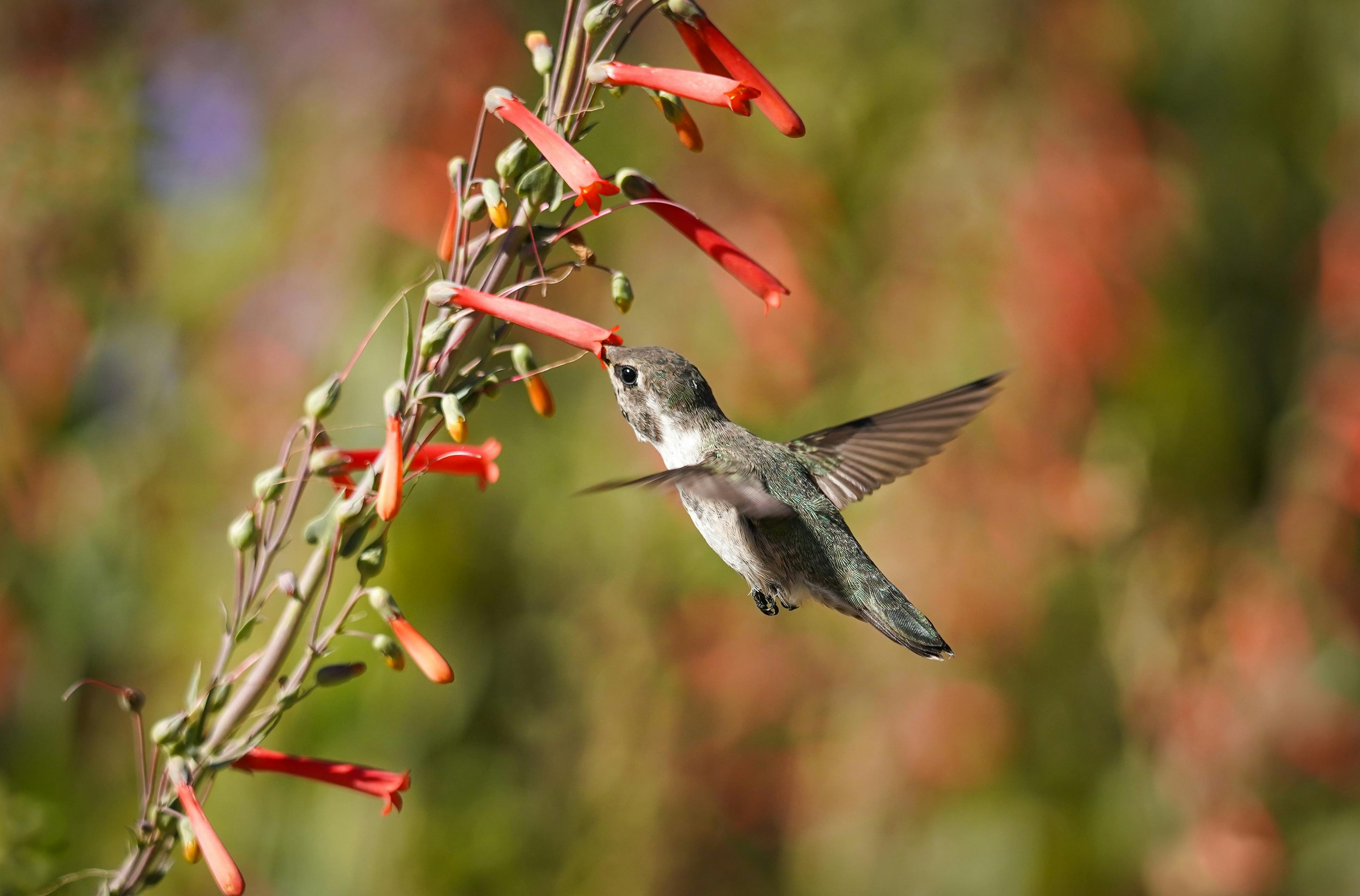 Hummingbird Hovering over Flowers · Free Stock Photo