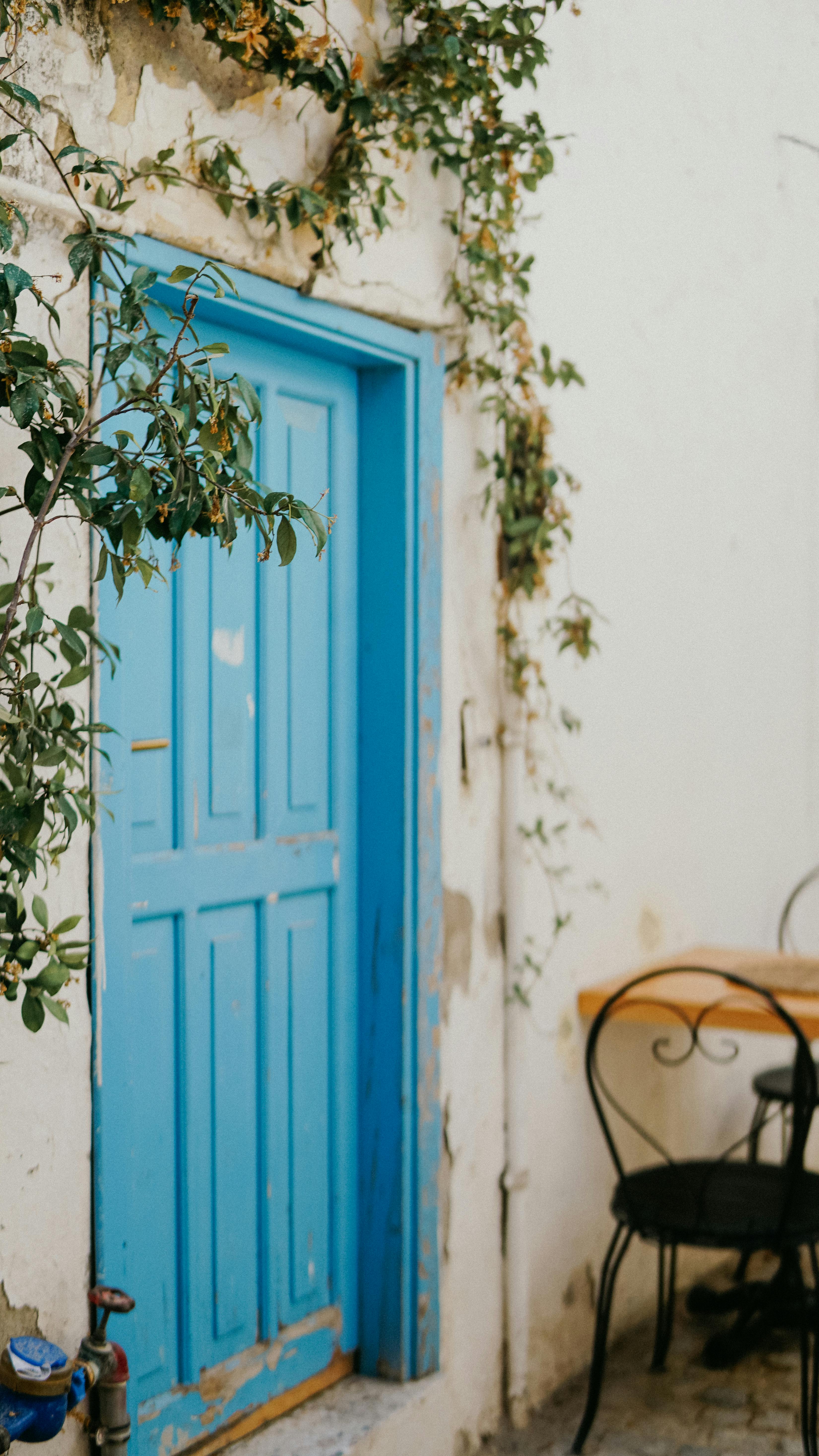 Retro Vines Photos, Download The BEST Free Retro Vines Stock Photos ...