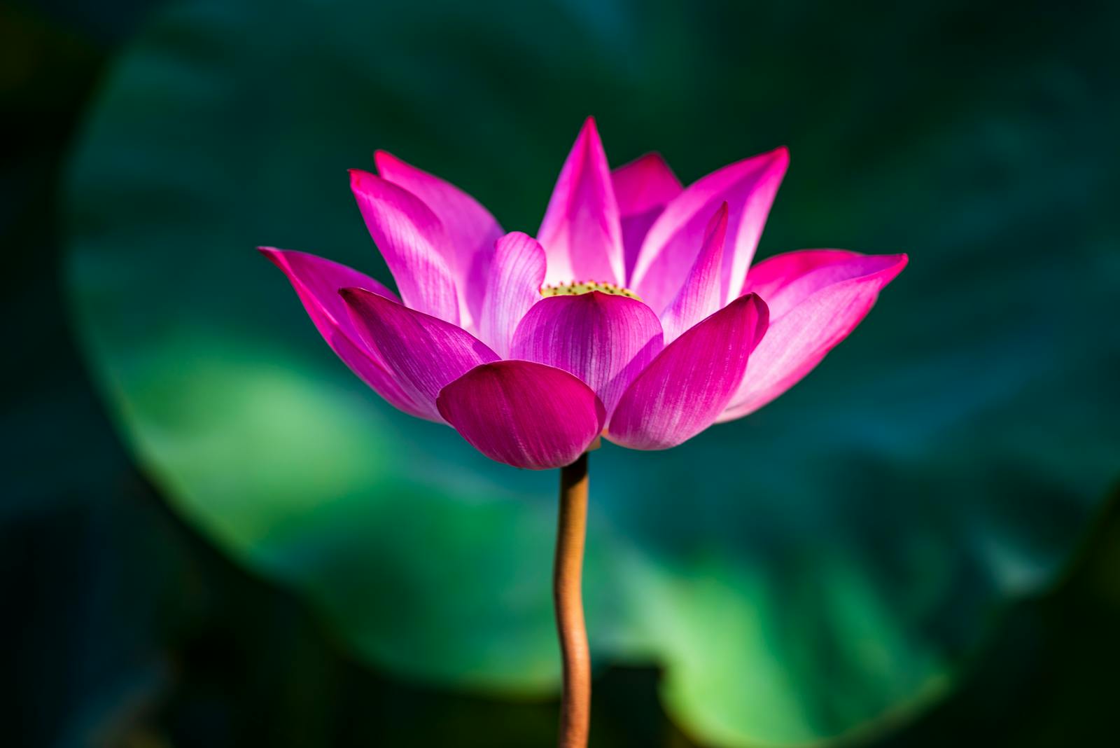 Lotus Flowers 91个图片和视频，由Lisa from Pexels收藏