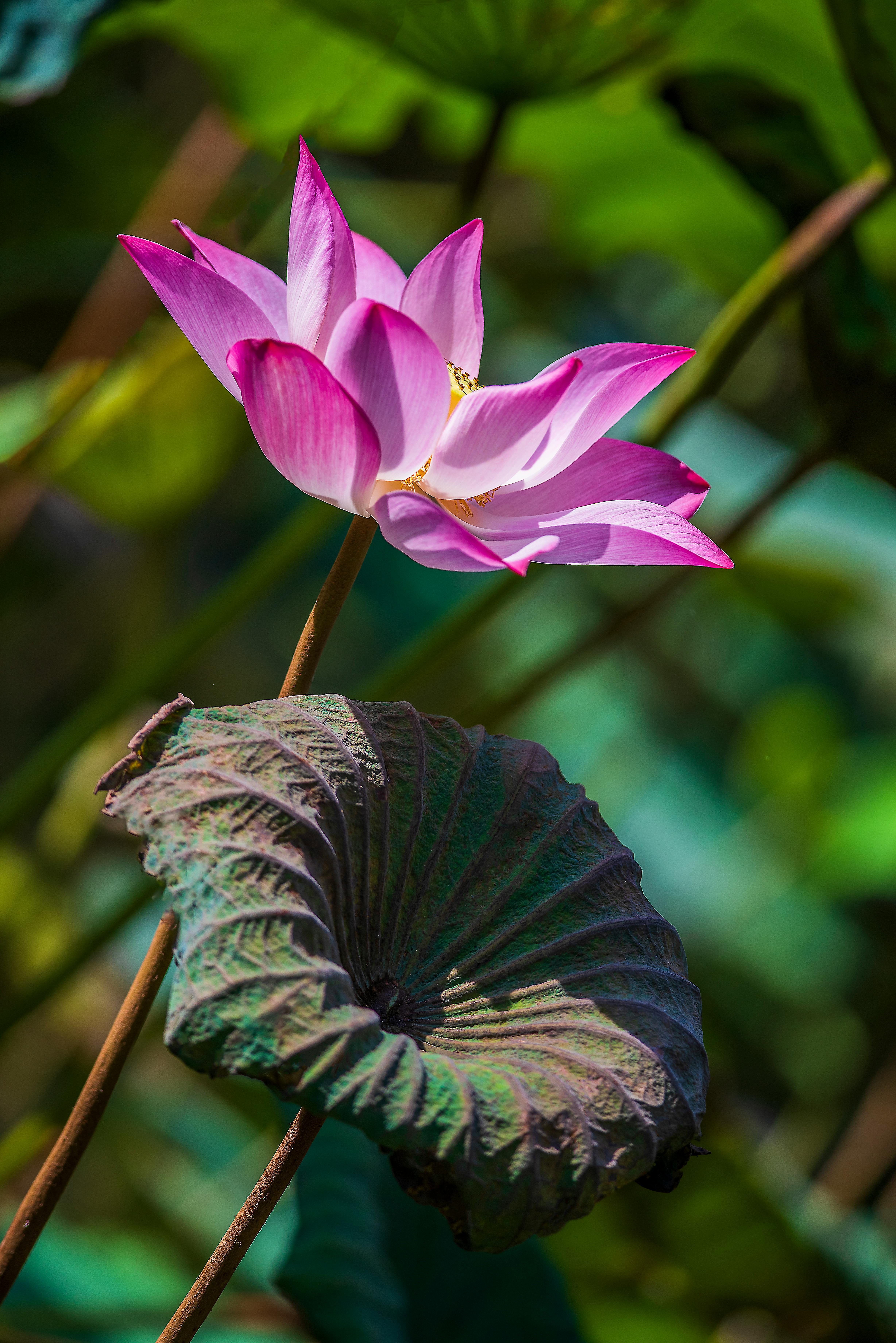 Pink Lotus Flower Petals Opening · Free Stock Photo