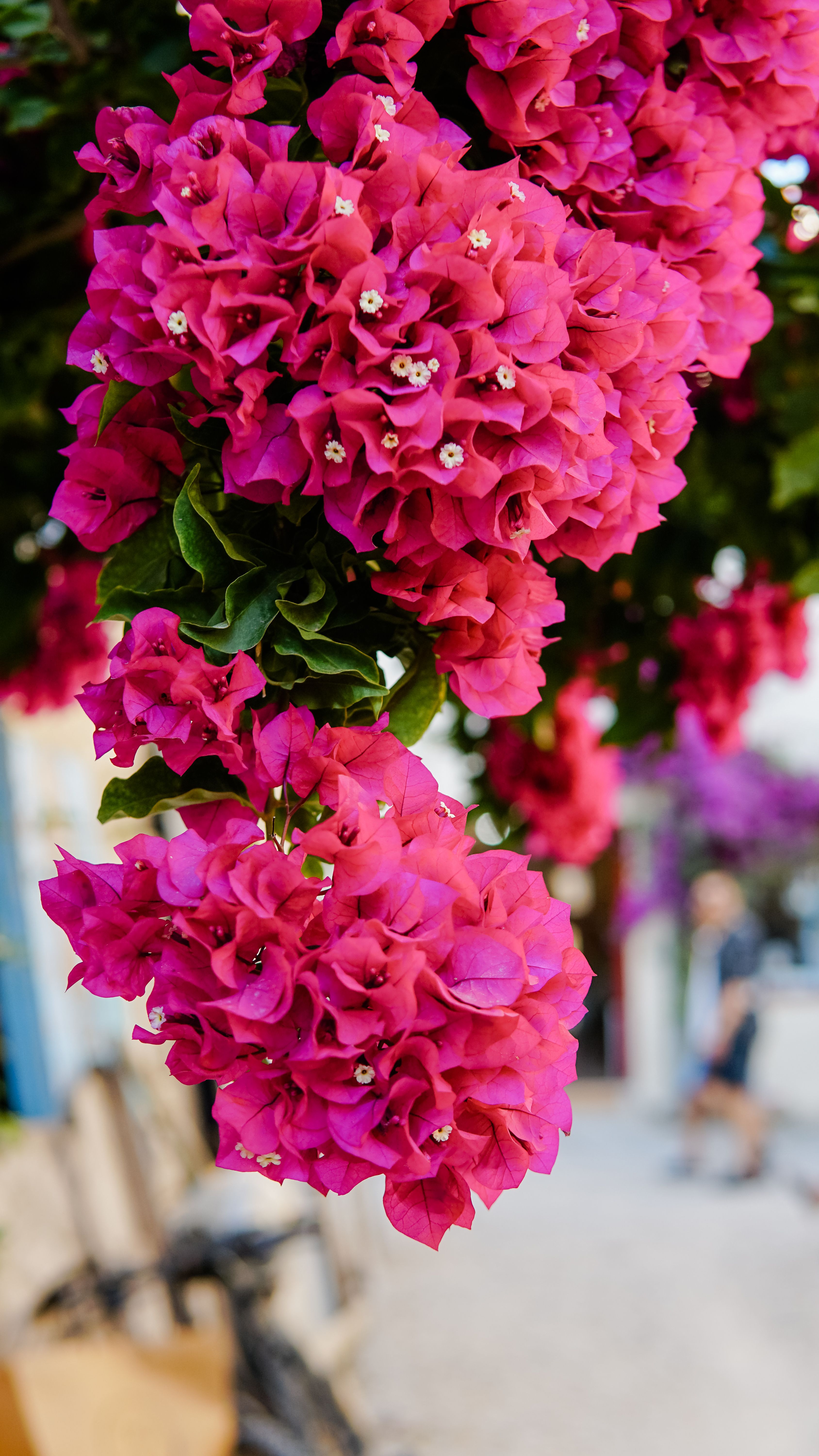 Bougainvillea Tree Photos, Download The BEST Free Bougainvillea Tree ...