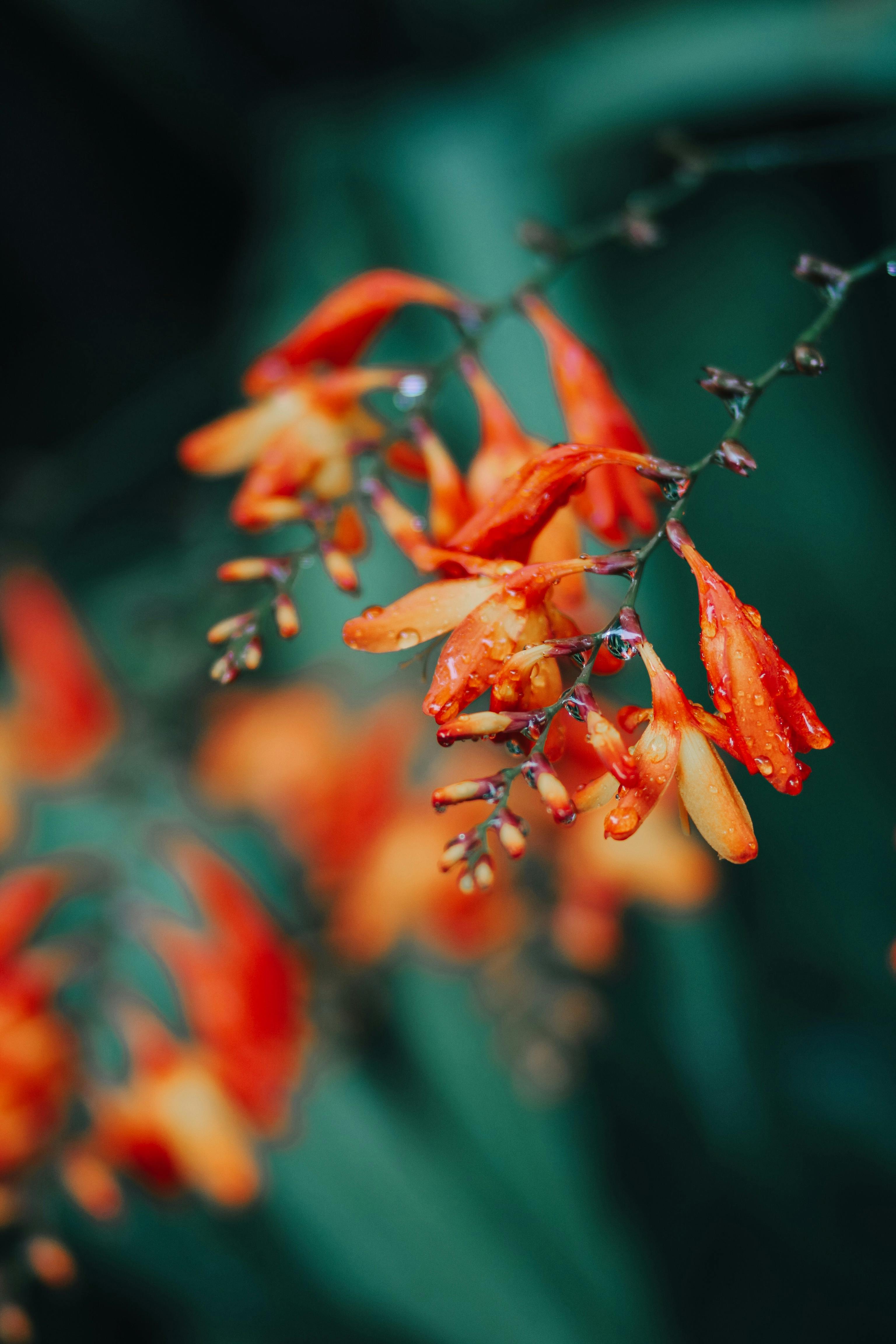 Orange Flowers in Tilt Shift Lens · Free Stock Photo