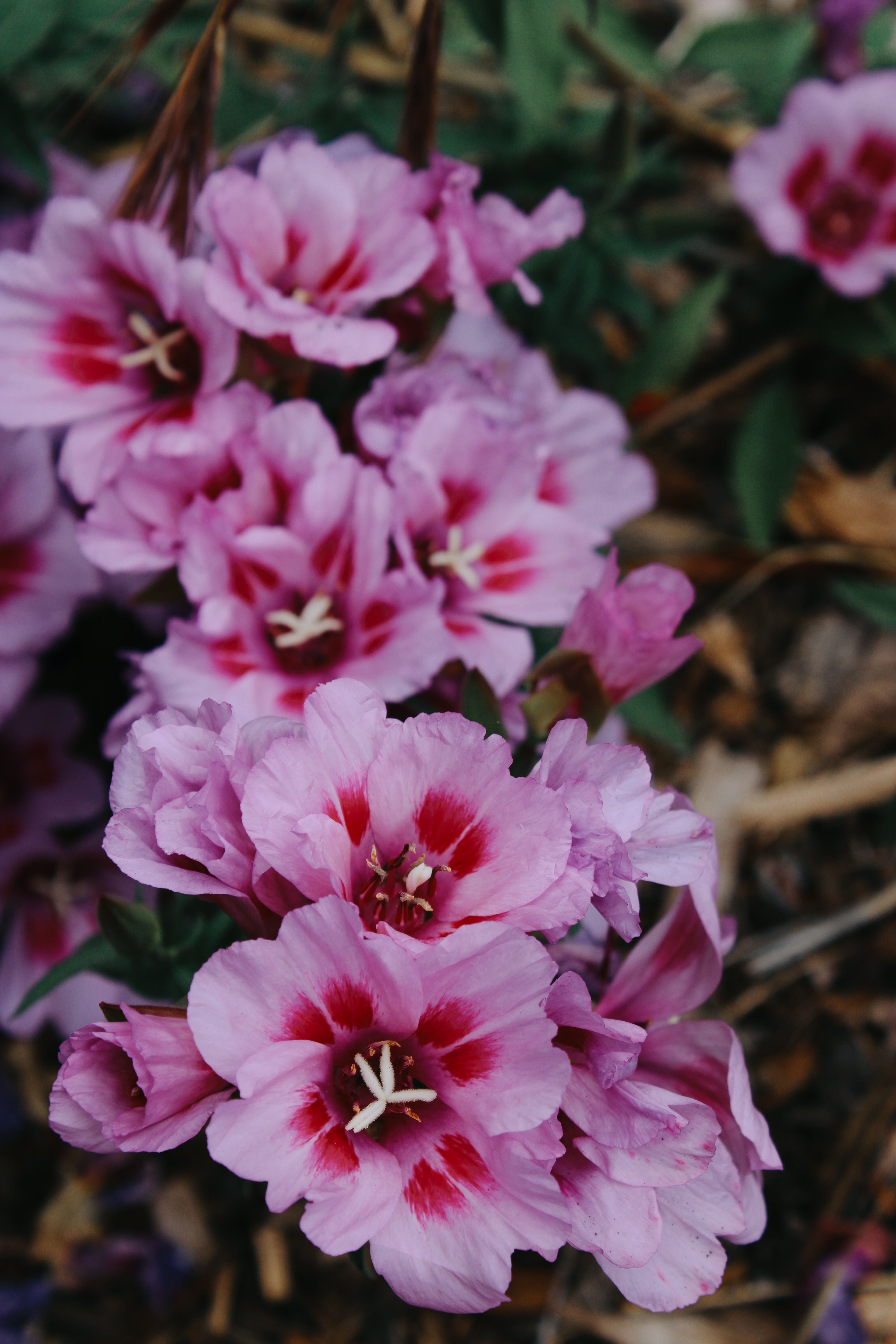 Purple Petal Flower · Free Stock Photo