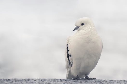 1000+ Beautiful White Birds Photos · Pexels · Free Stock Photos