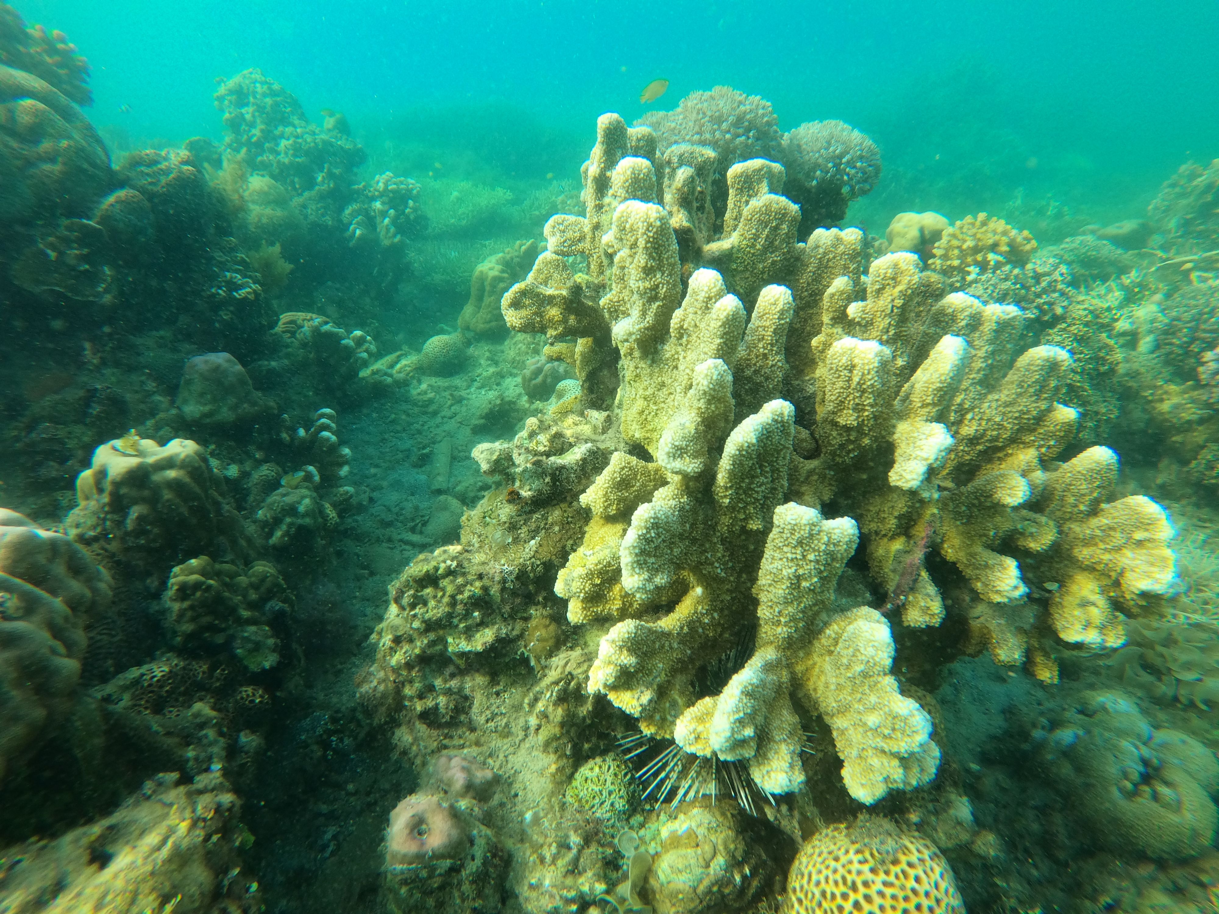 Coral Reefs Under Water · Free Stock Photo