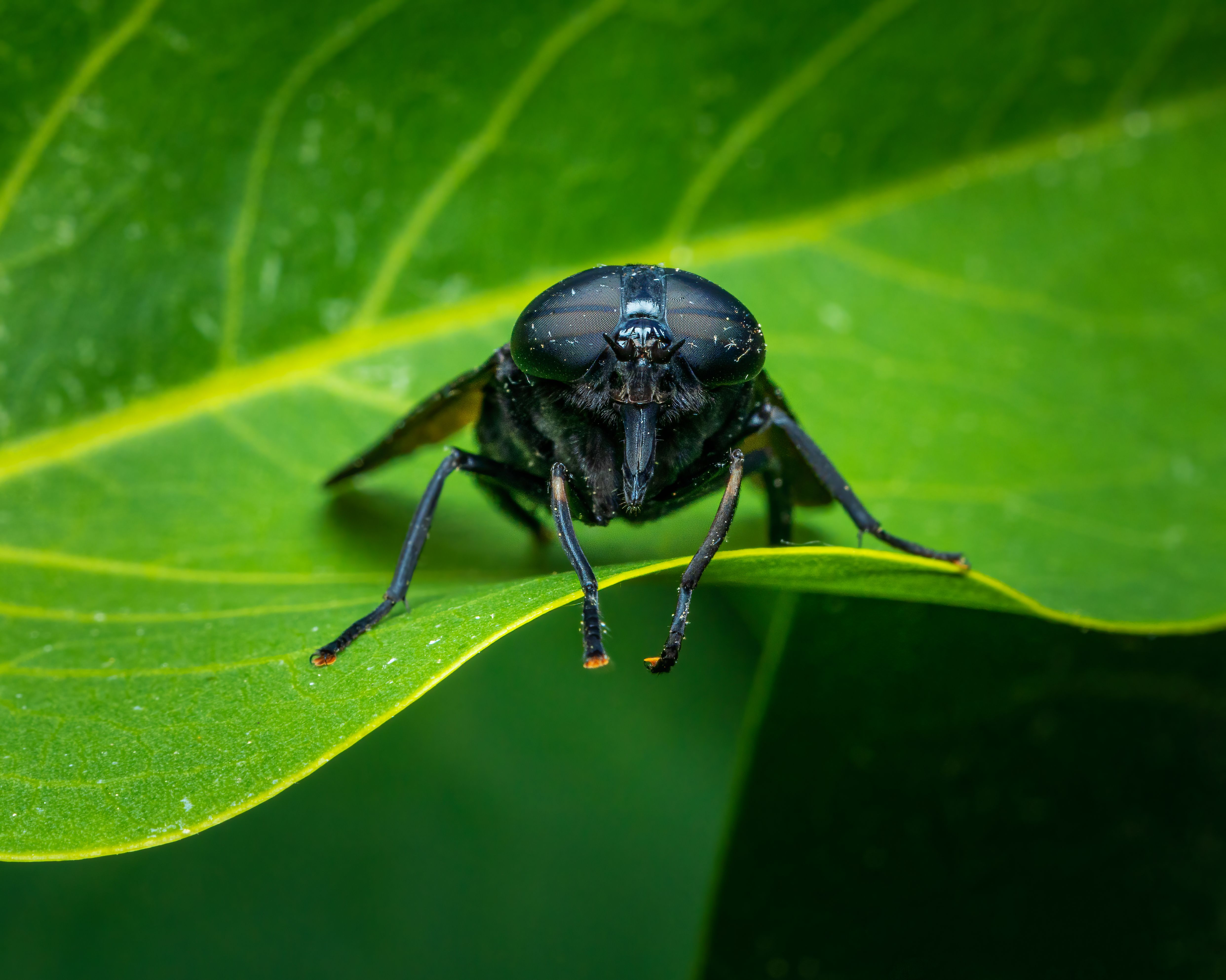Endopterygota Photos, Download The BEST Free Endopterygota Stock Photos ...