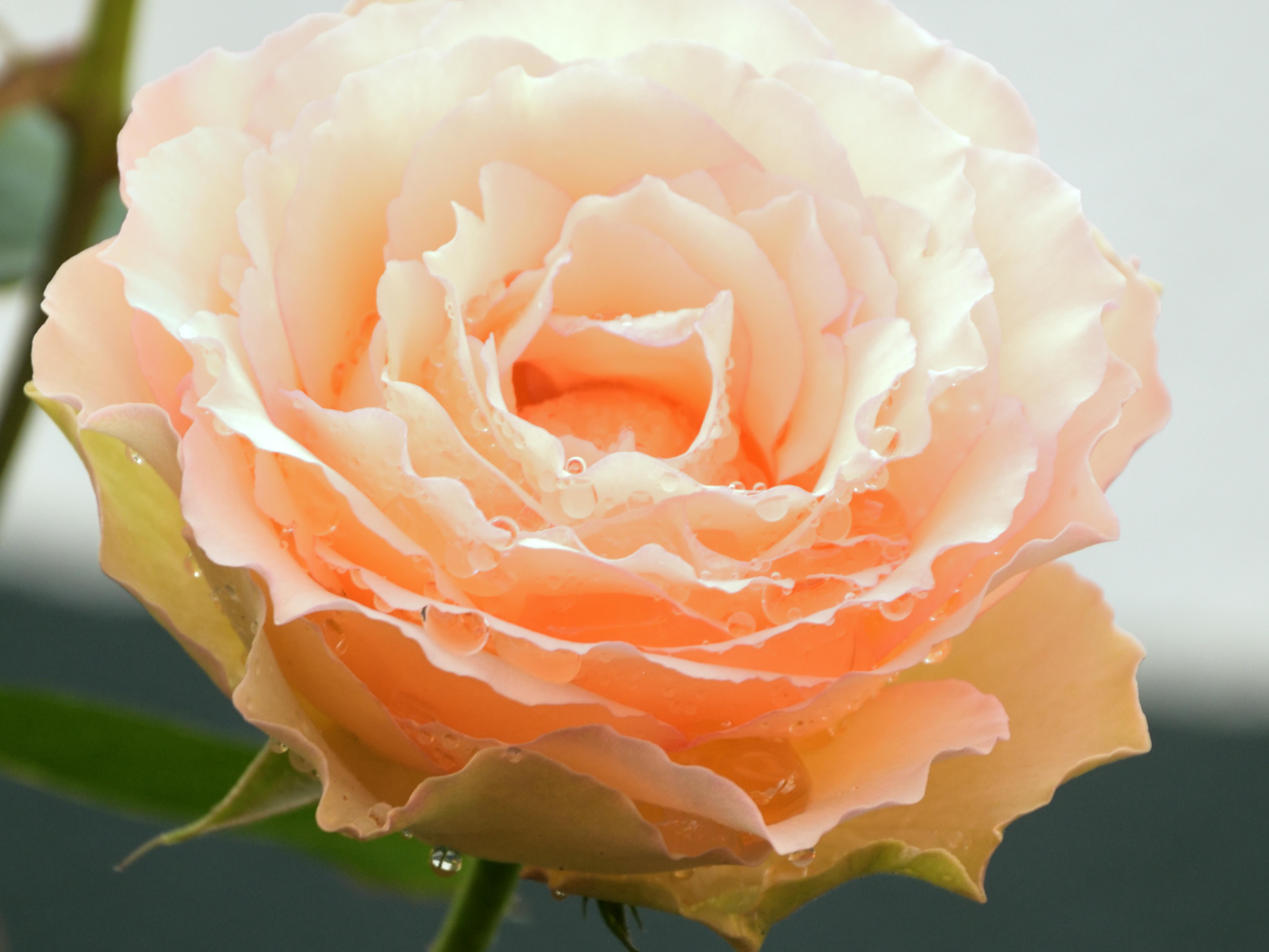 Wet Rose Flower in Close-Up Photography · Free Stock Photo