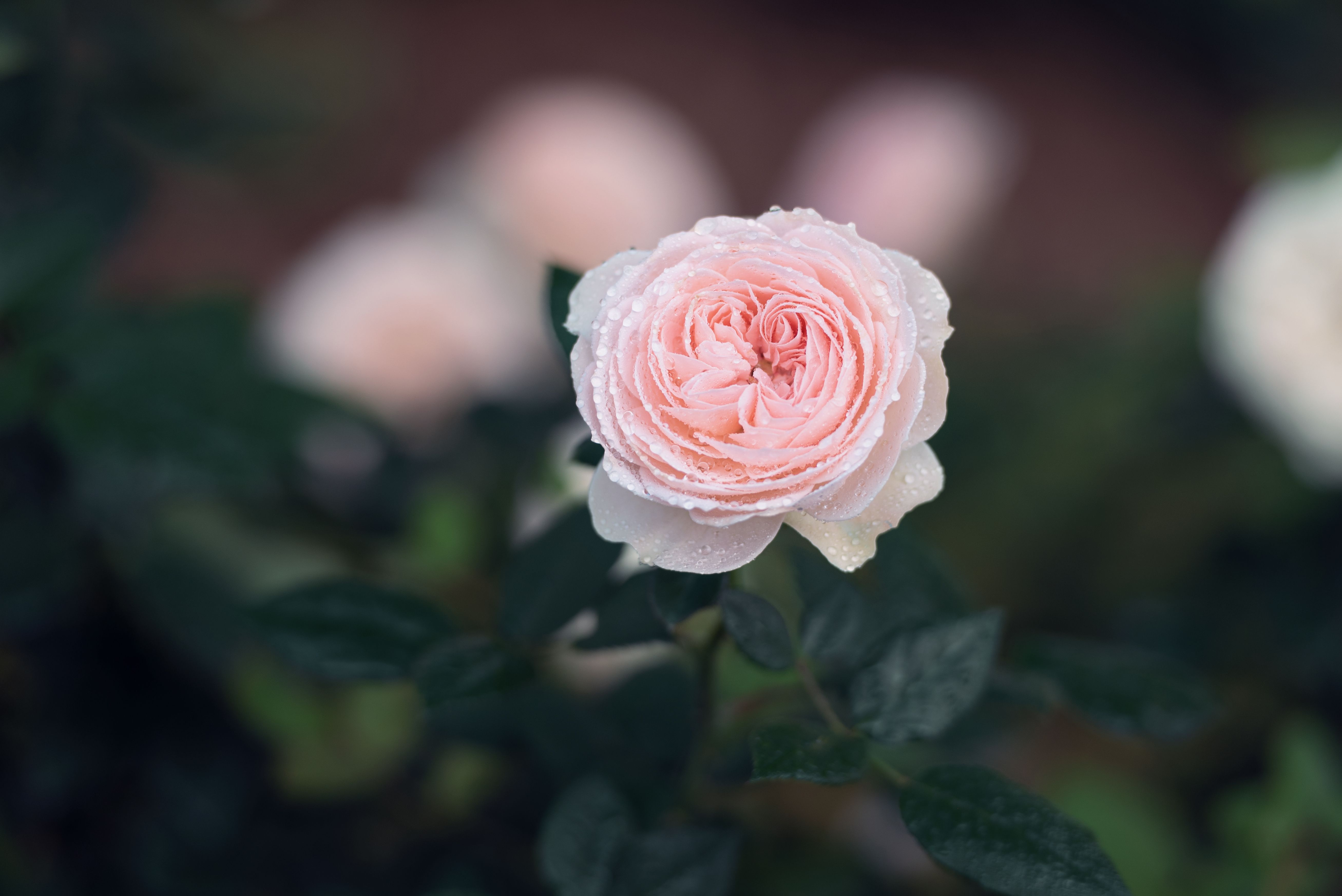 Close-Up Shot of Pink Roses · Free Stock Photo