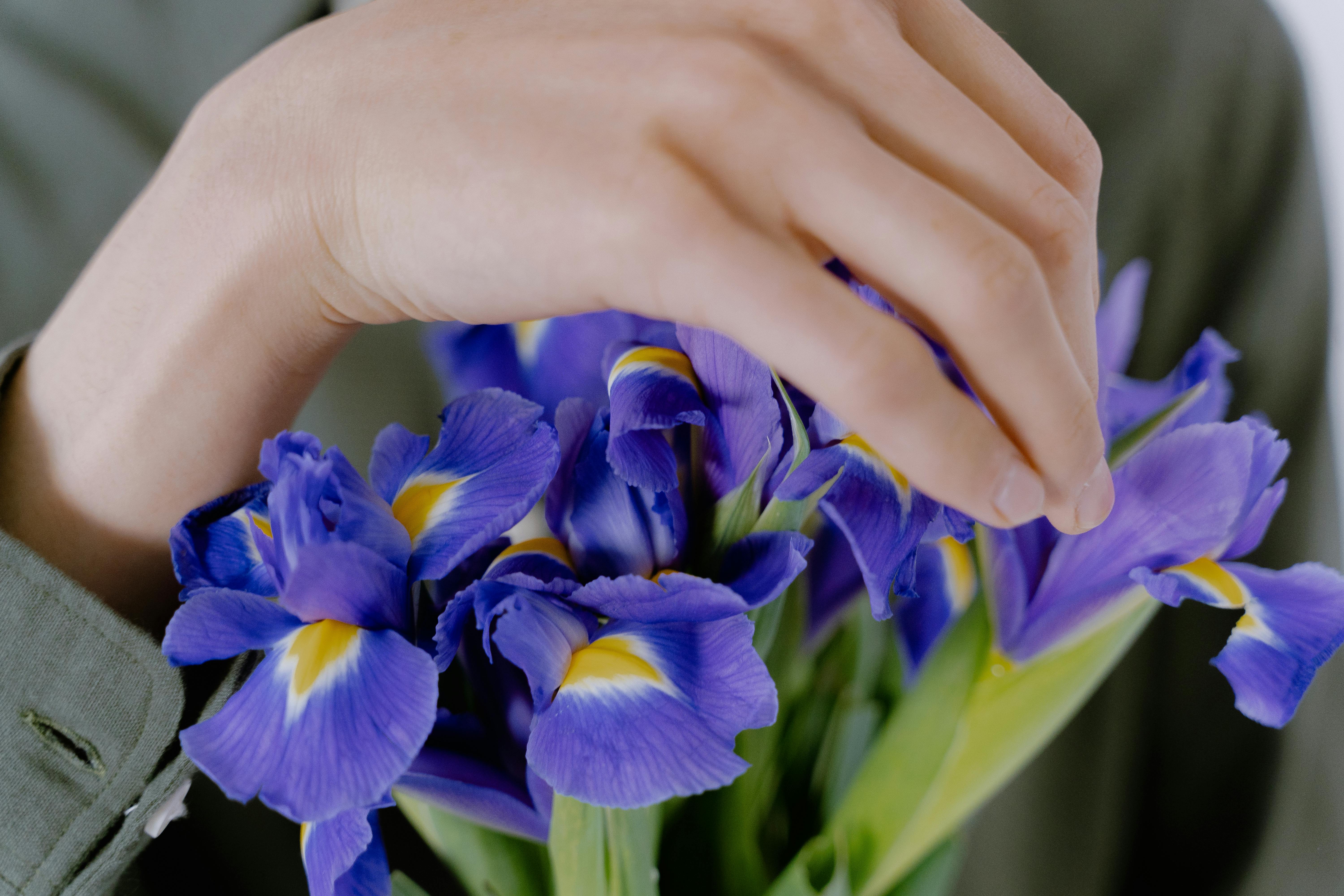 A Person Holding Dutch Iris Flowers · Free Stock Photo