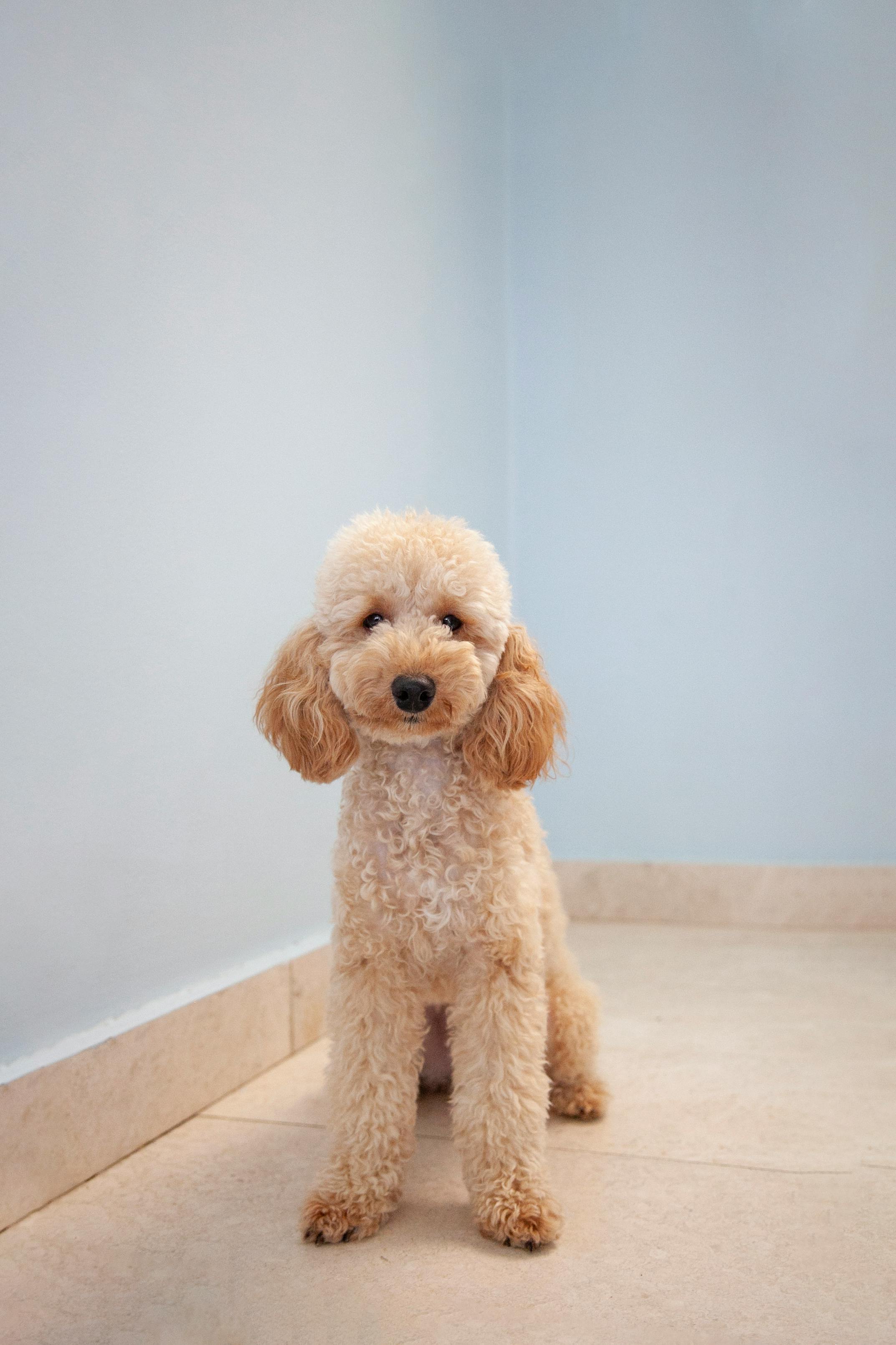 Photo Of a Poodle Sitting · Free Stock Photo