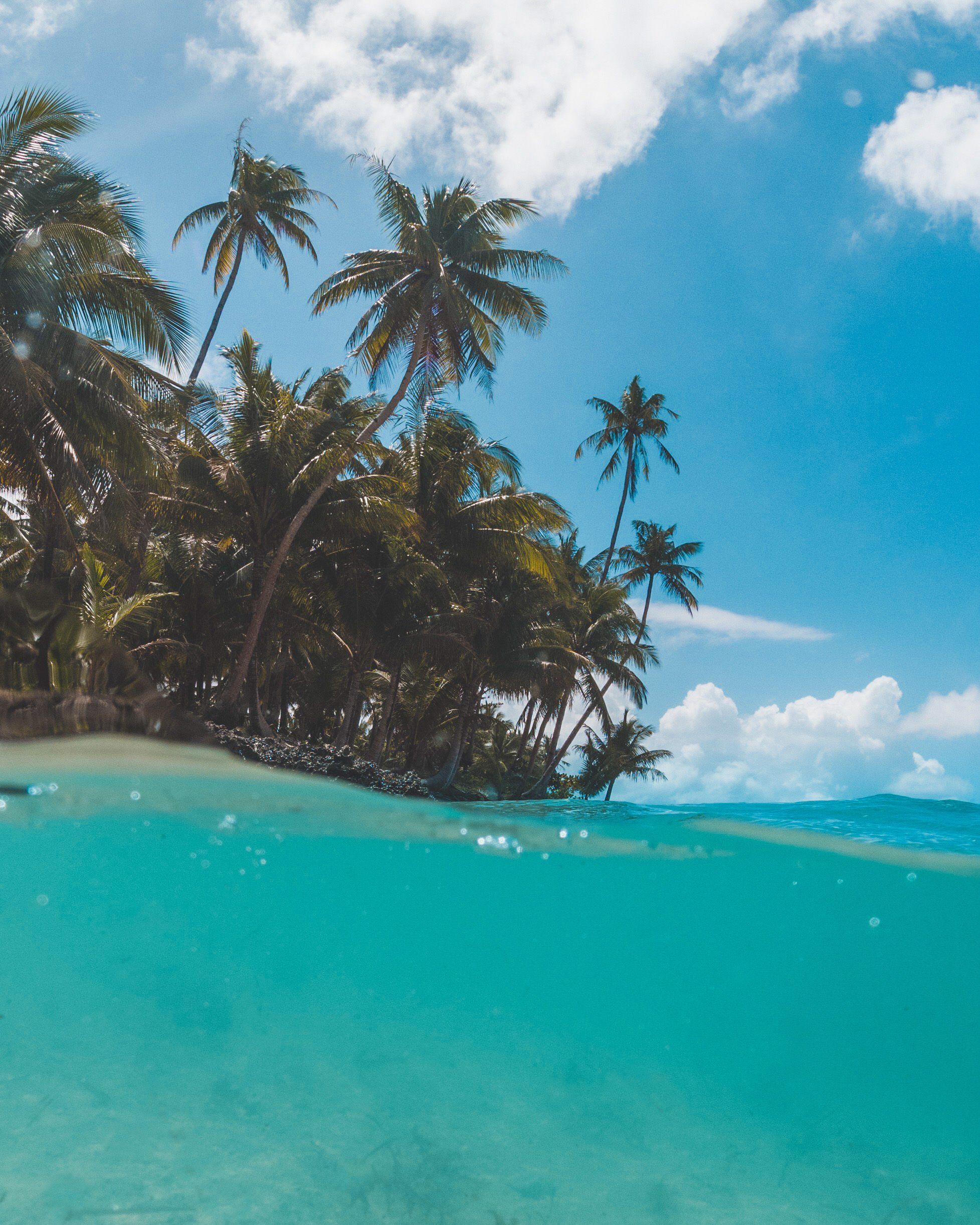 Palm Trees on Shore of Tropical Island · Free Stock Photo