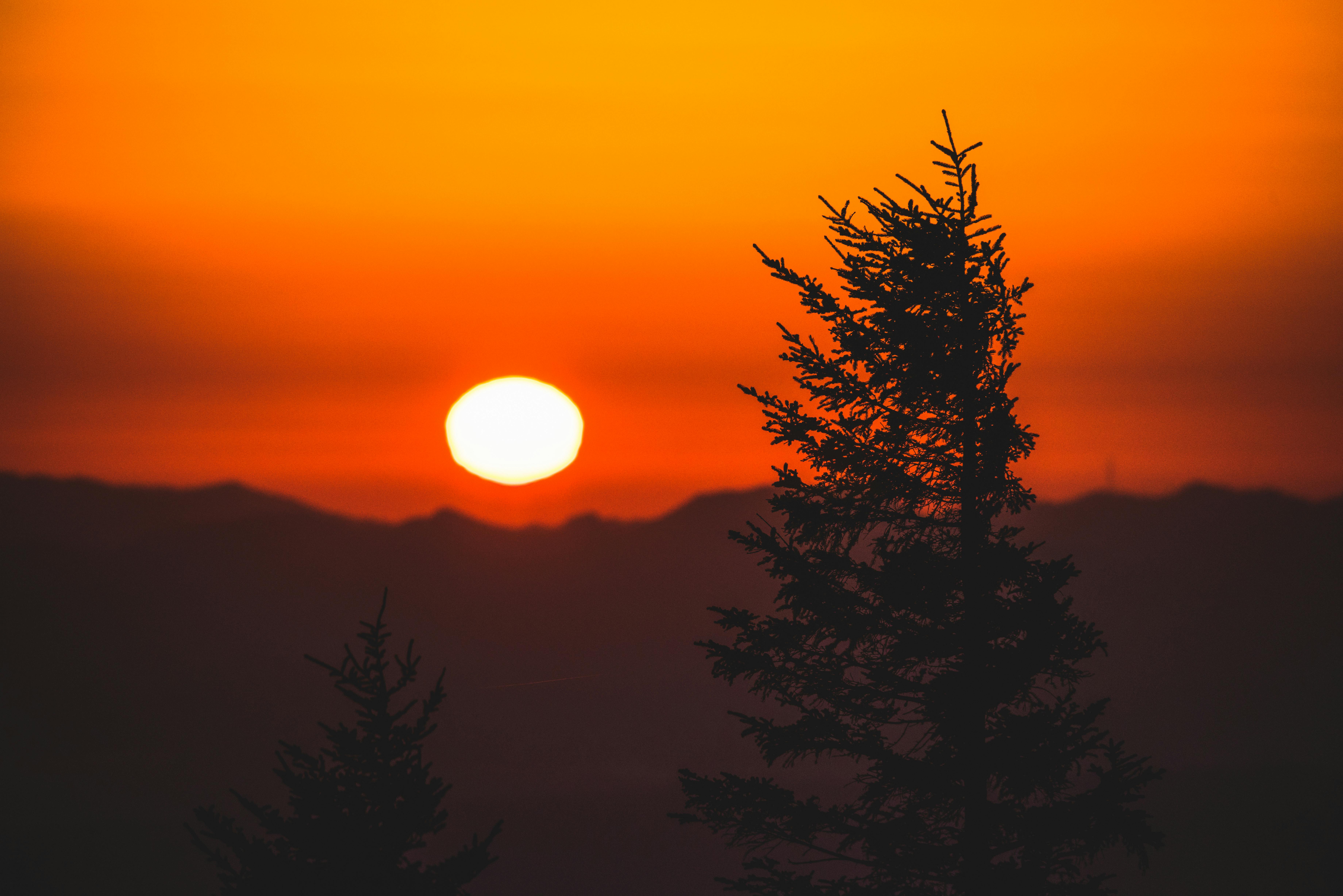 Brown Trees during Sunset · Free Stock Photo