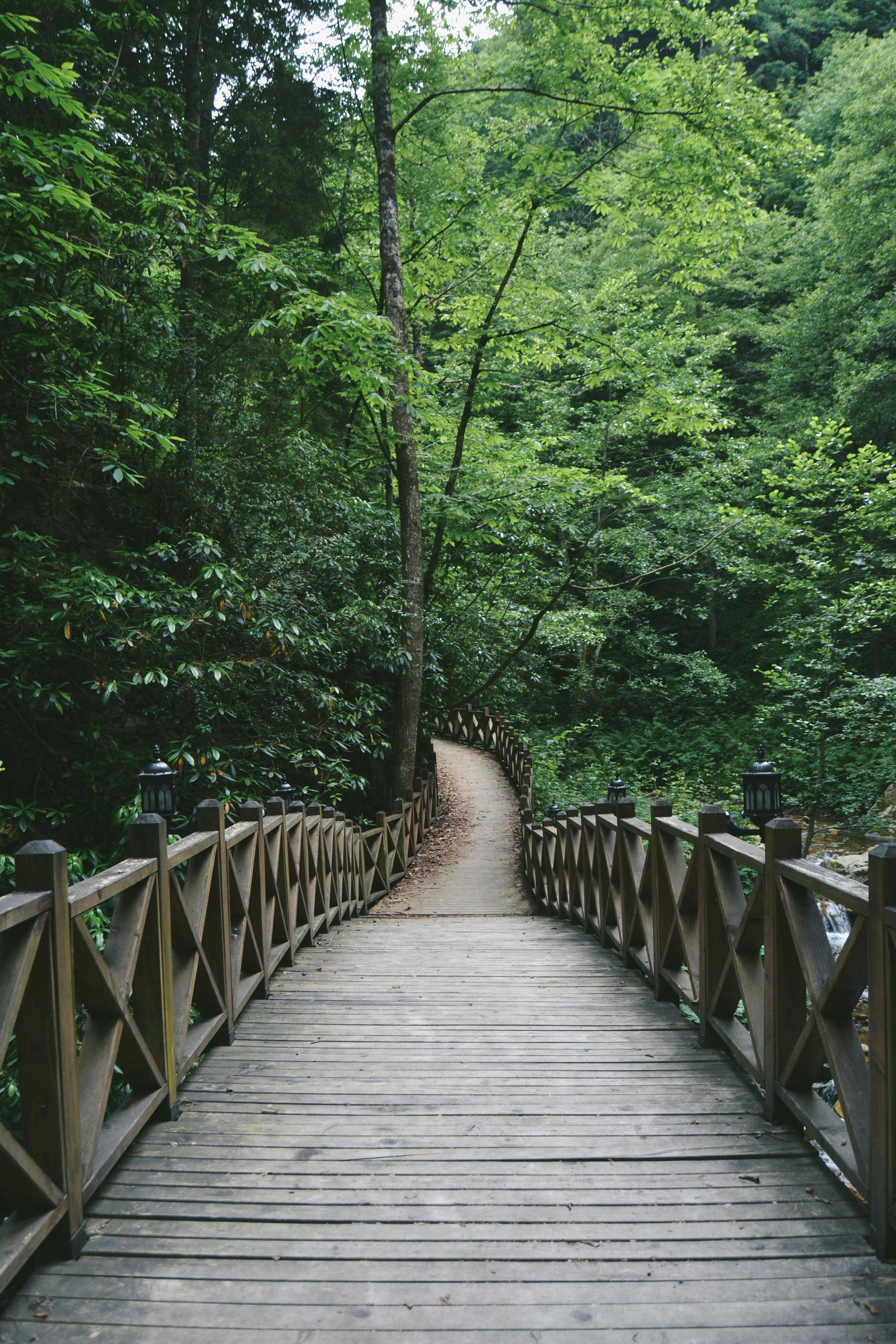 Bridge in the forest · Free Stock Photo