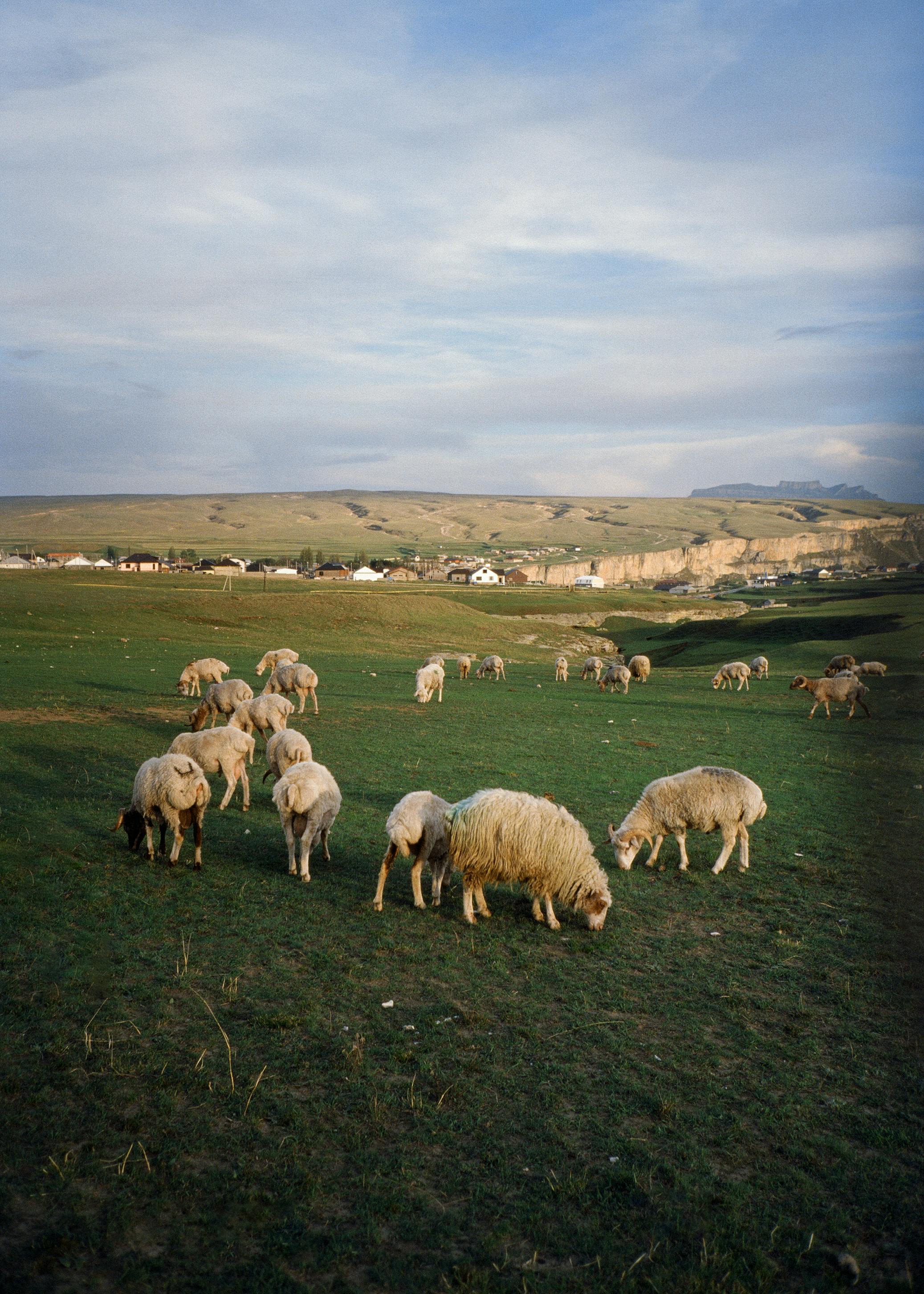 Sheep Grazing in Nature · Free Stock Photo