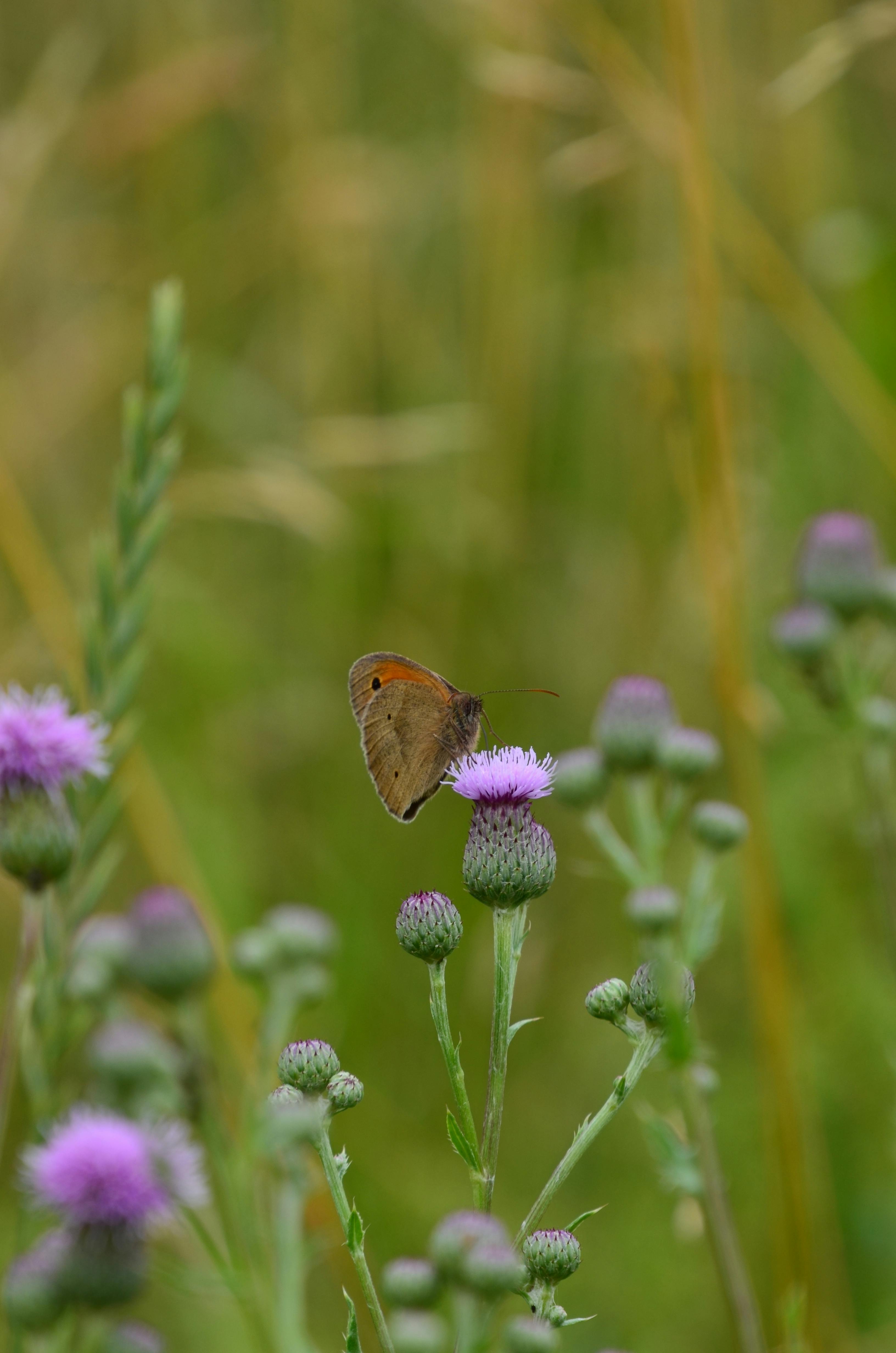 100,000+ Best Butterfly Photography Photos · 100% Free Download ...