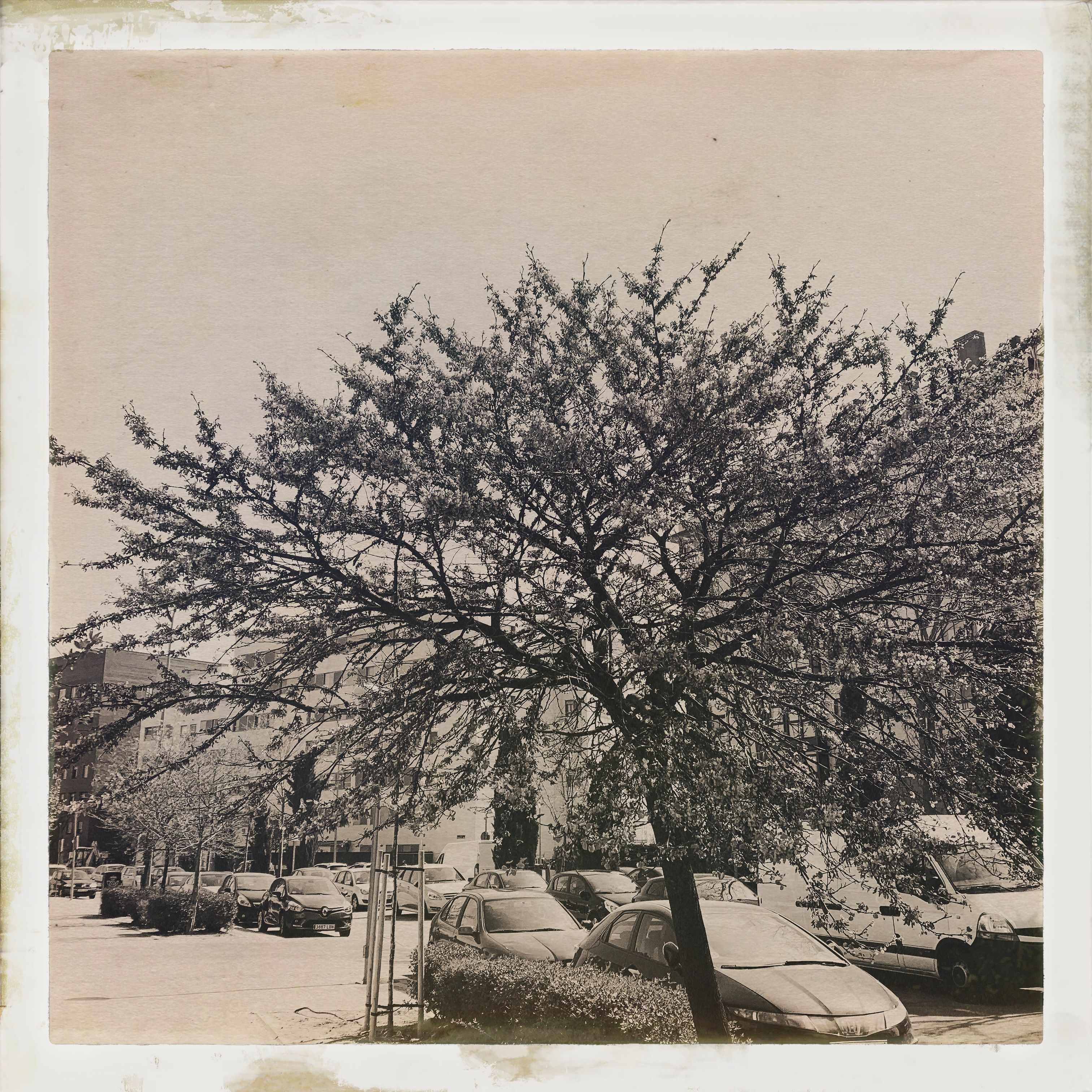 Square Polaroid Photos, Download The BEST Free Square Polaroid Stock ...
