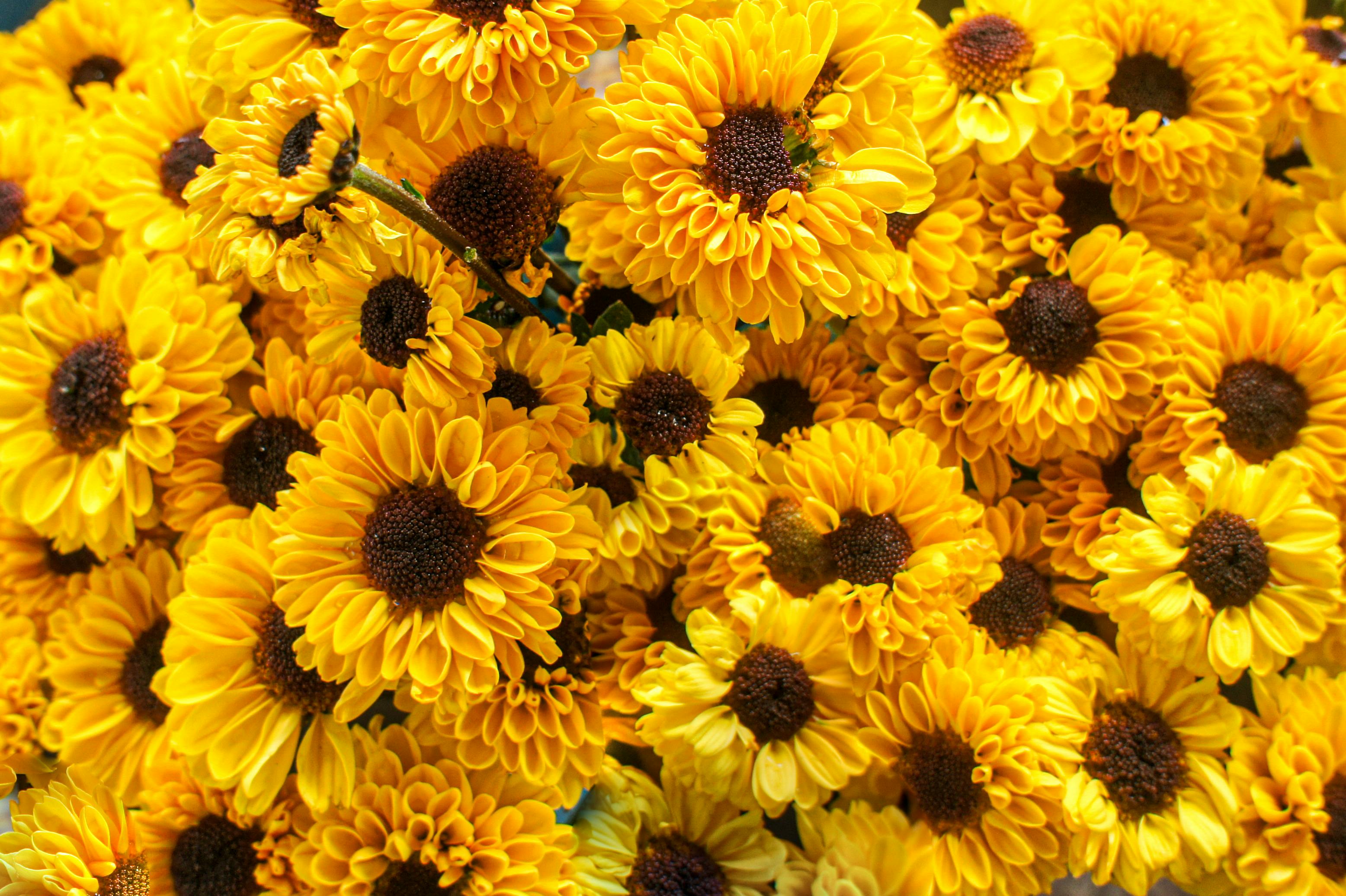 Yellow Daisies Laid on Yellow Surface · Free Stock Photo