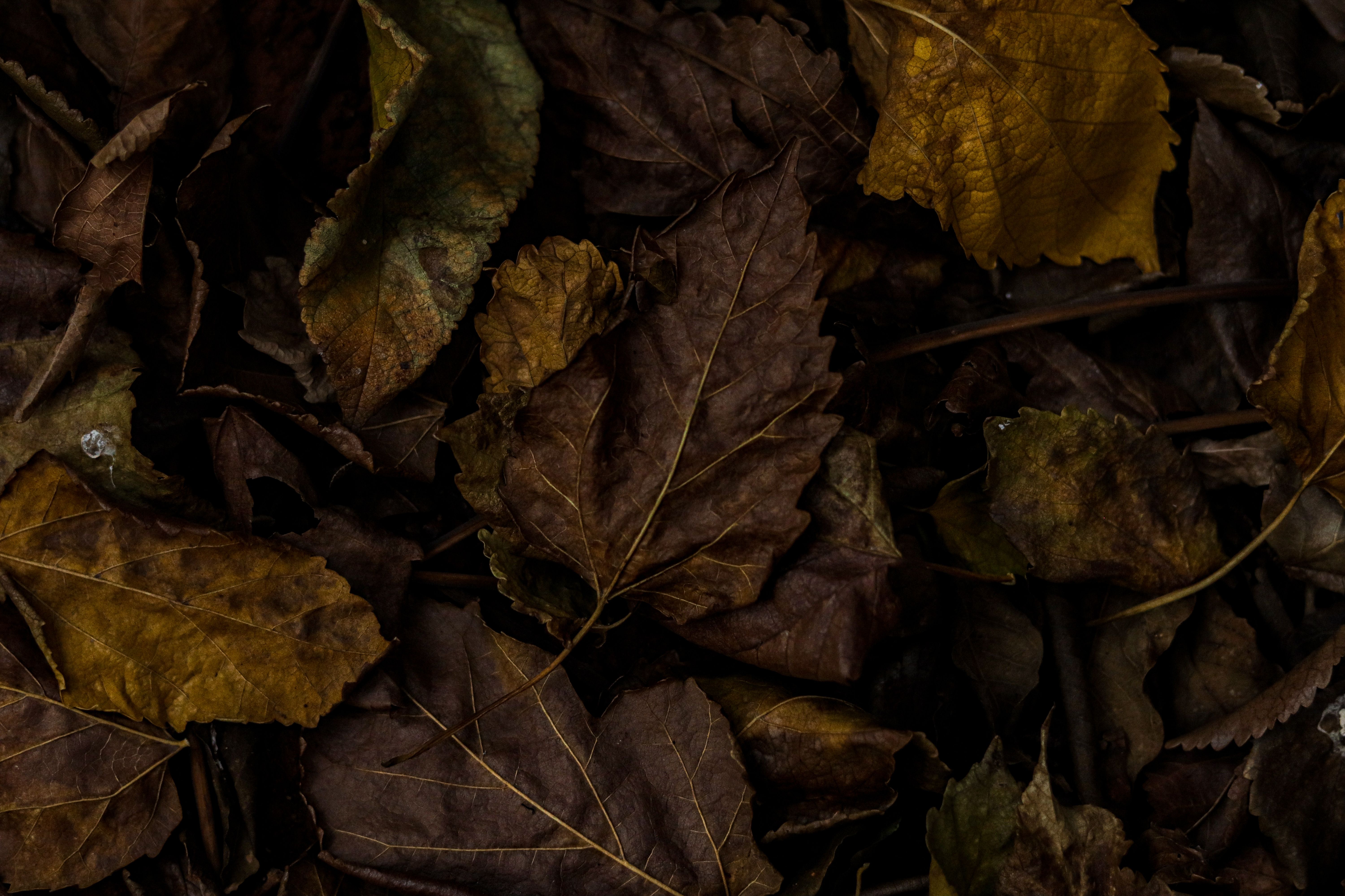 Close up of Leaves on Ground · Free Stock Photo