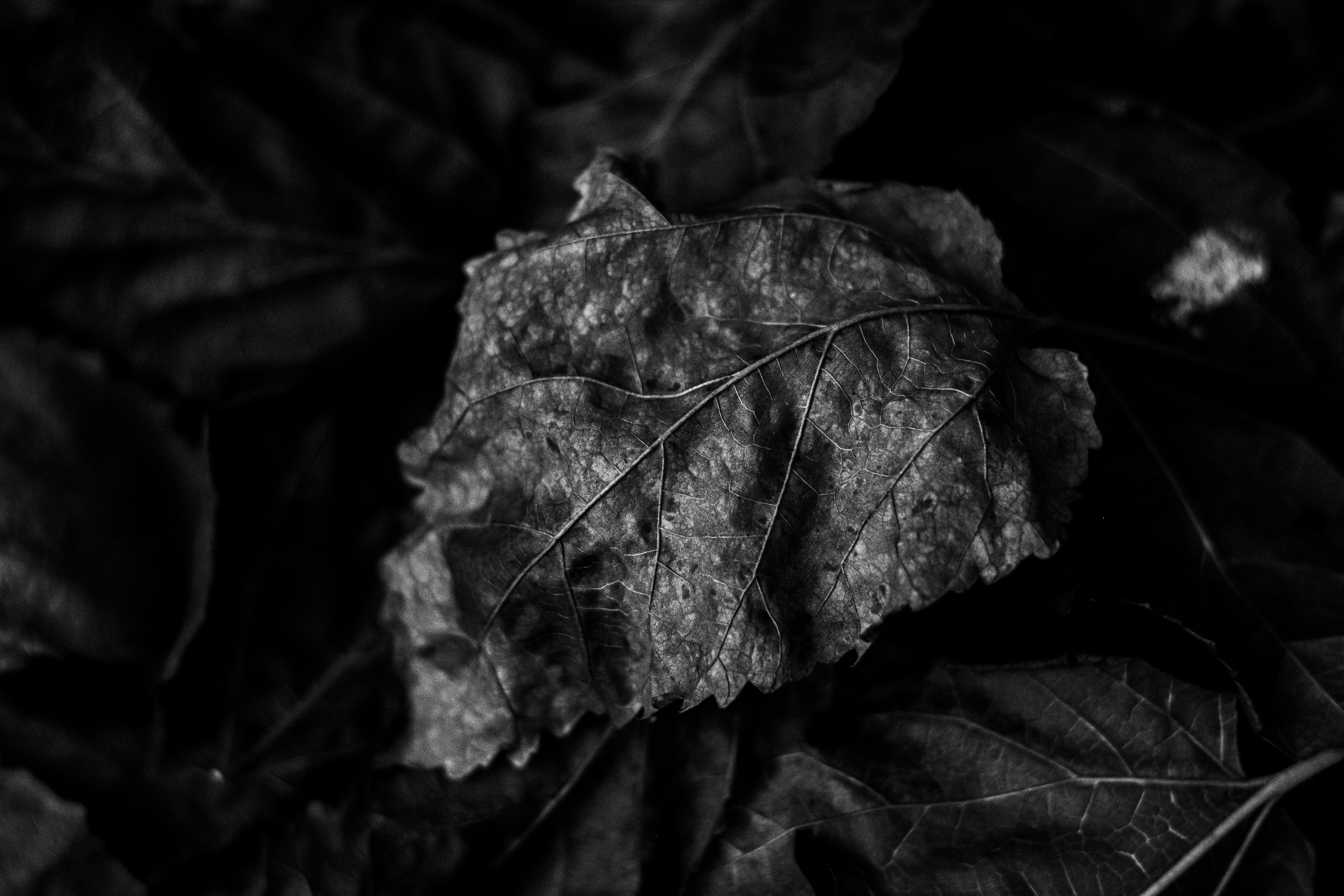 Grayscale Photography of Sea · Free Stock Photo