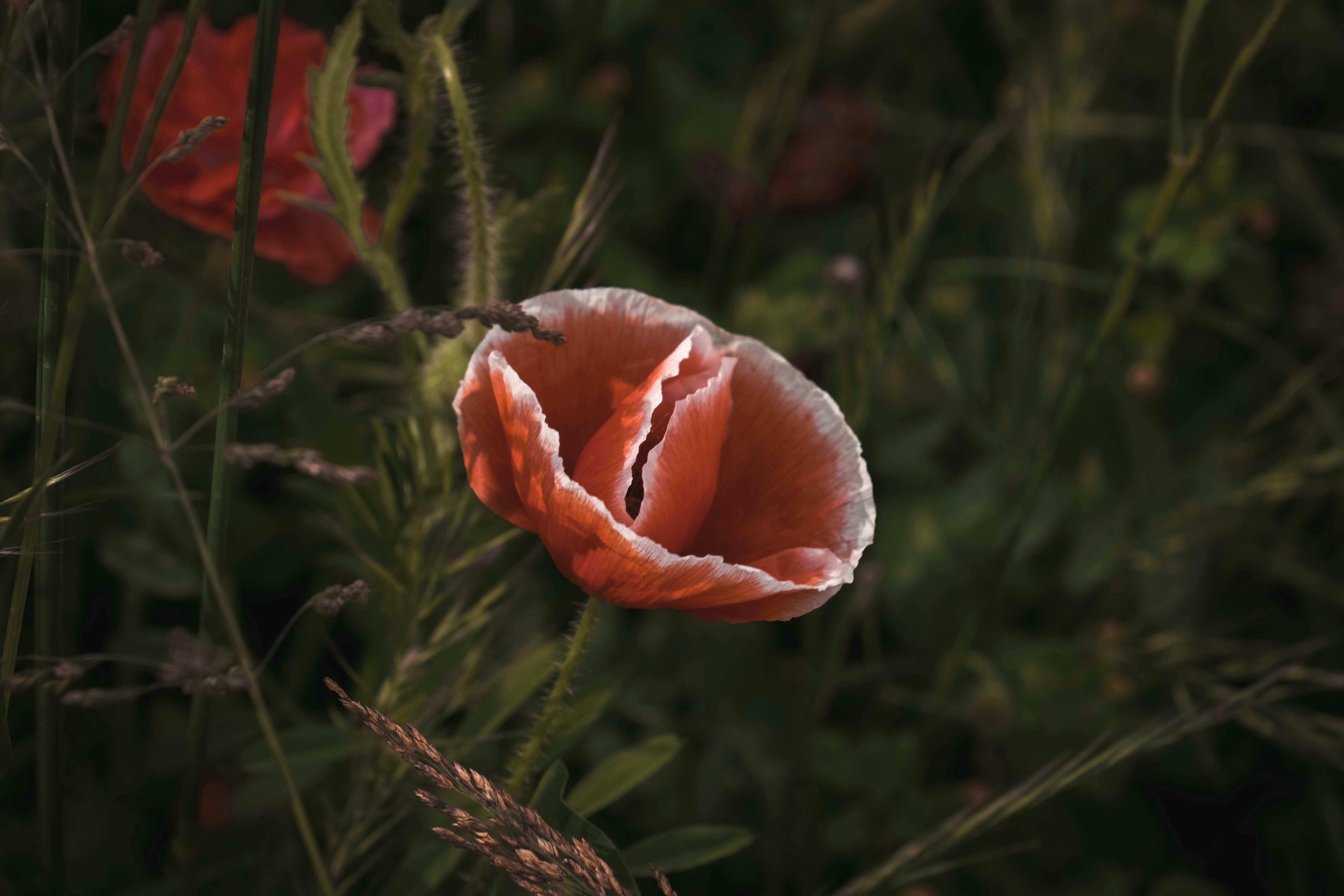 Poppy Flower in Green Meadow · Free Stock Photo