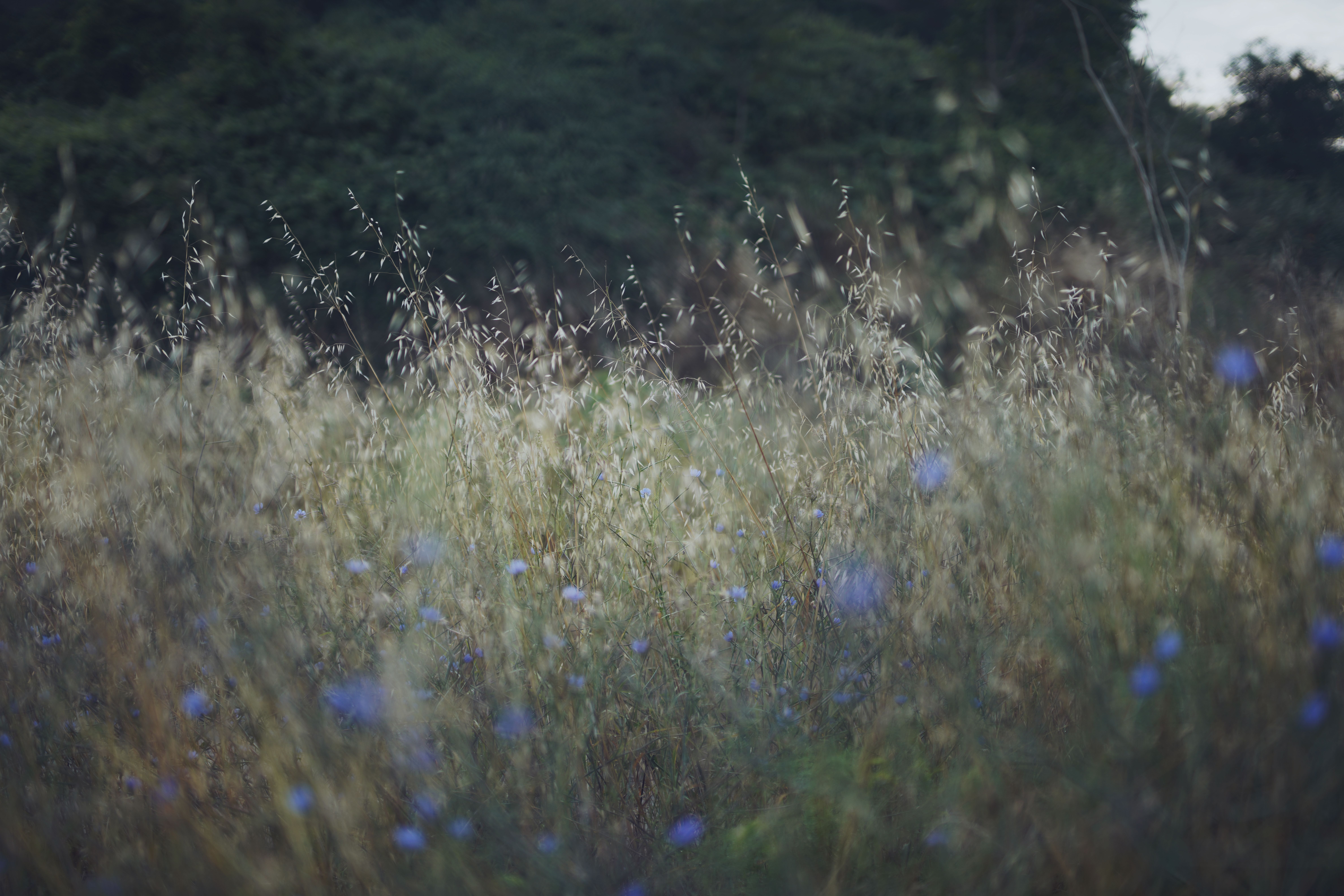 Flora on Meadow · Free Stock Photo