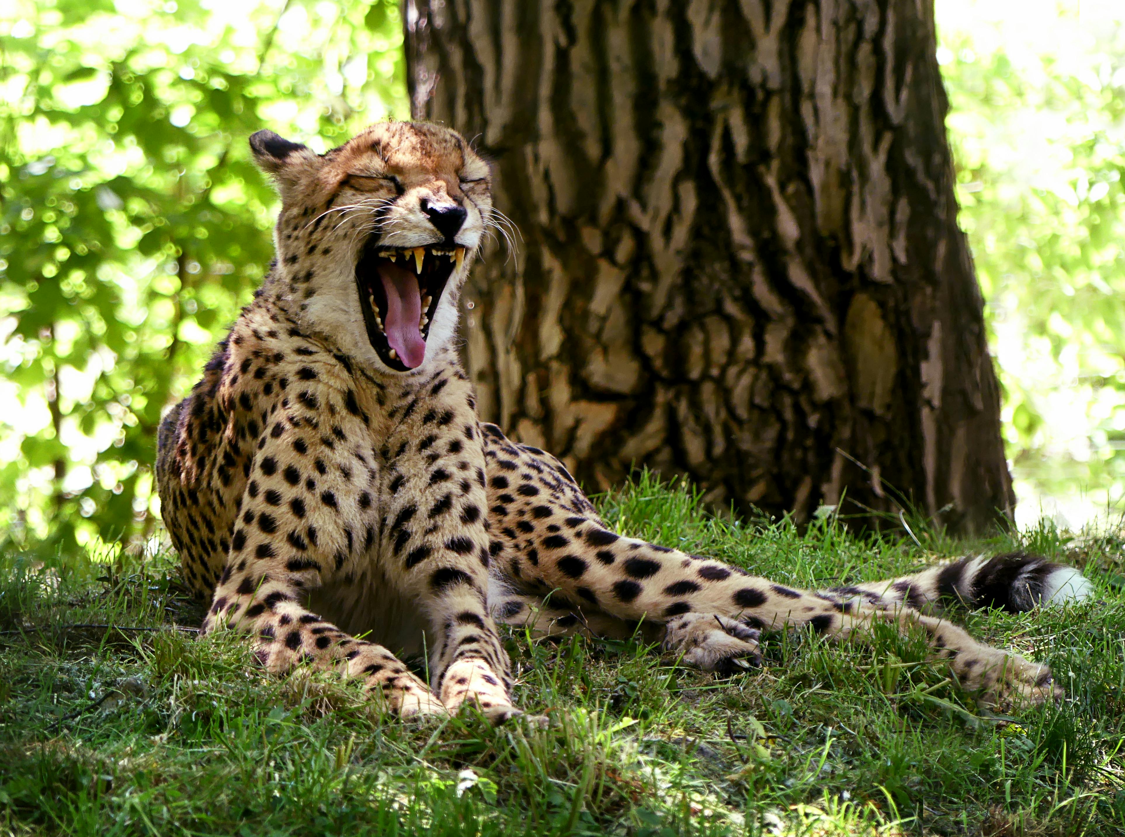A Cheetah Yawning while Resting on Grass · Free Stock Photo